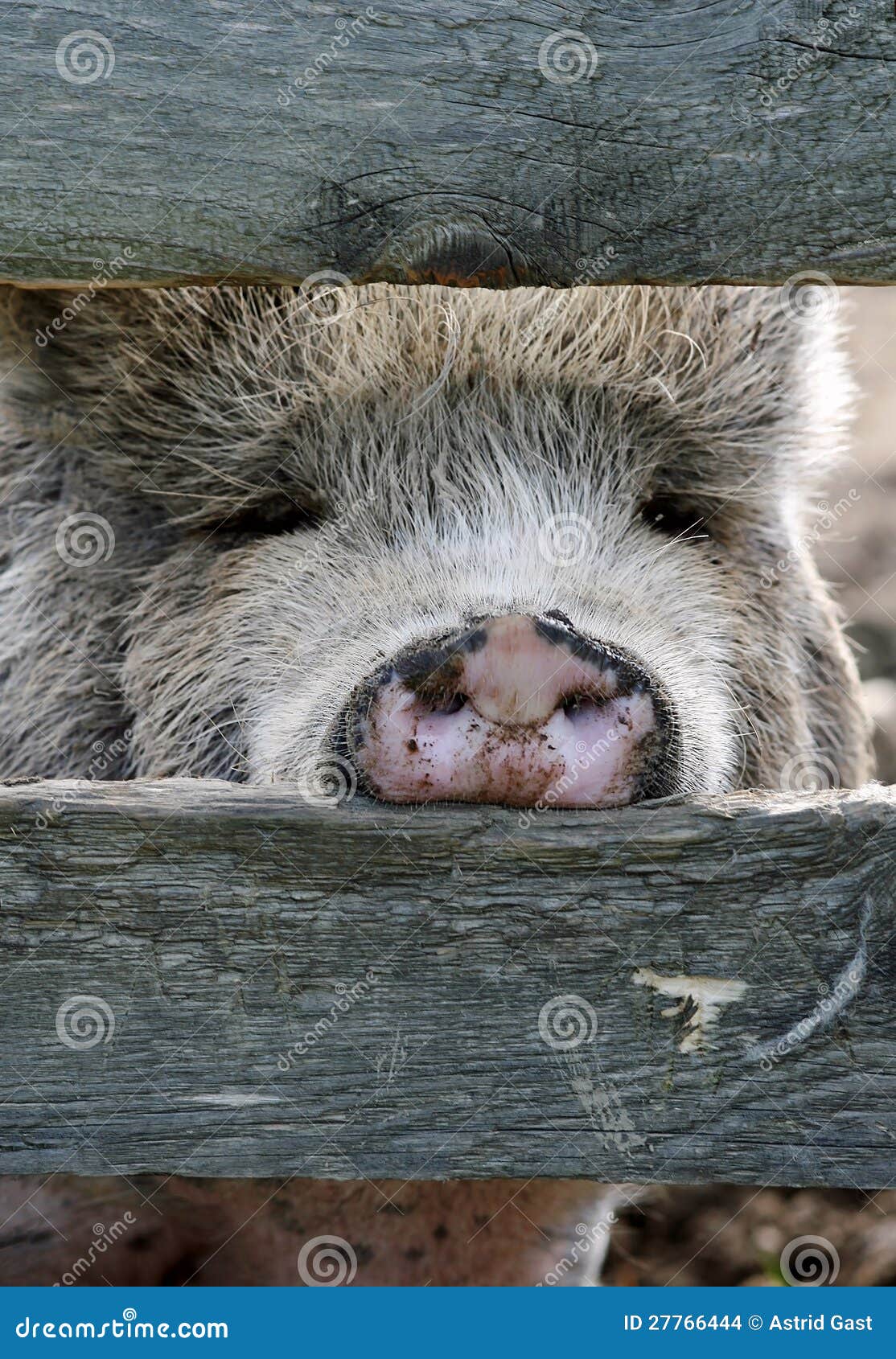 Pig Lashes Stock Photos - Free & Royalty-Free Stock Photos from Dreamstime