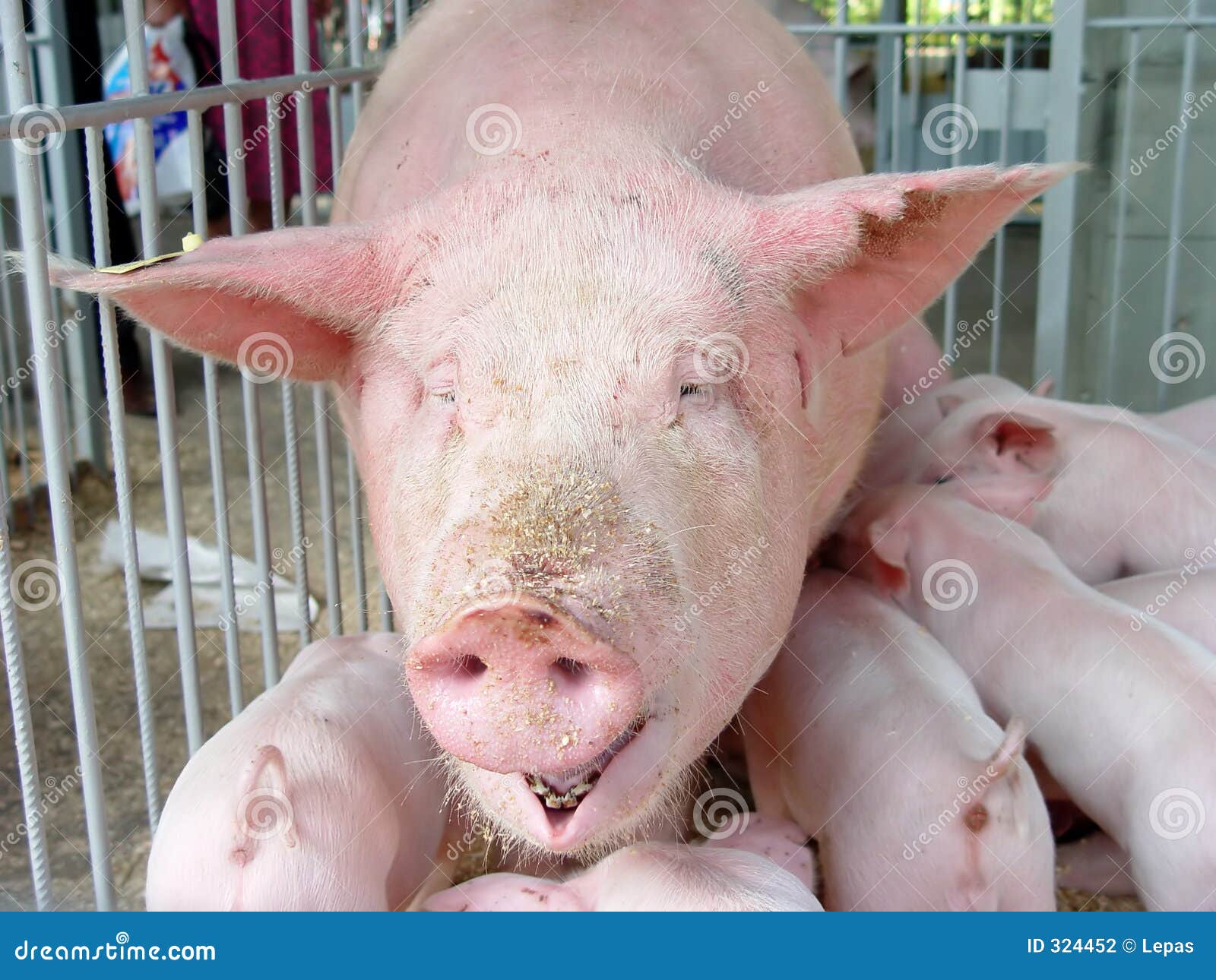 Pig stock photo. Image of pink, animal, farm, snout, dirty - 324452