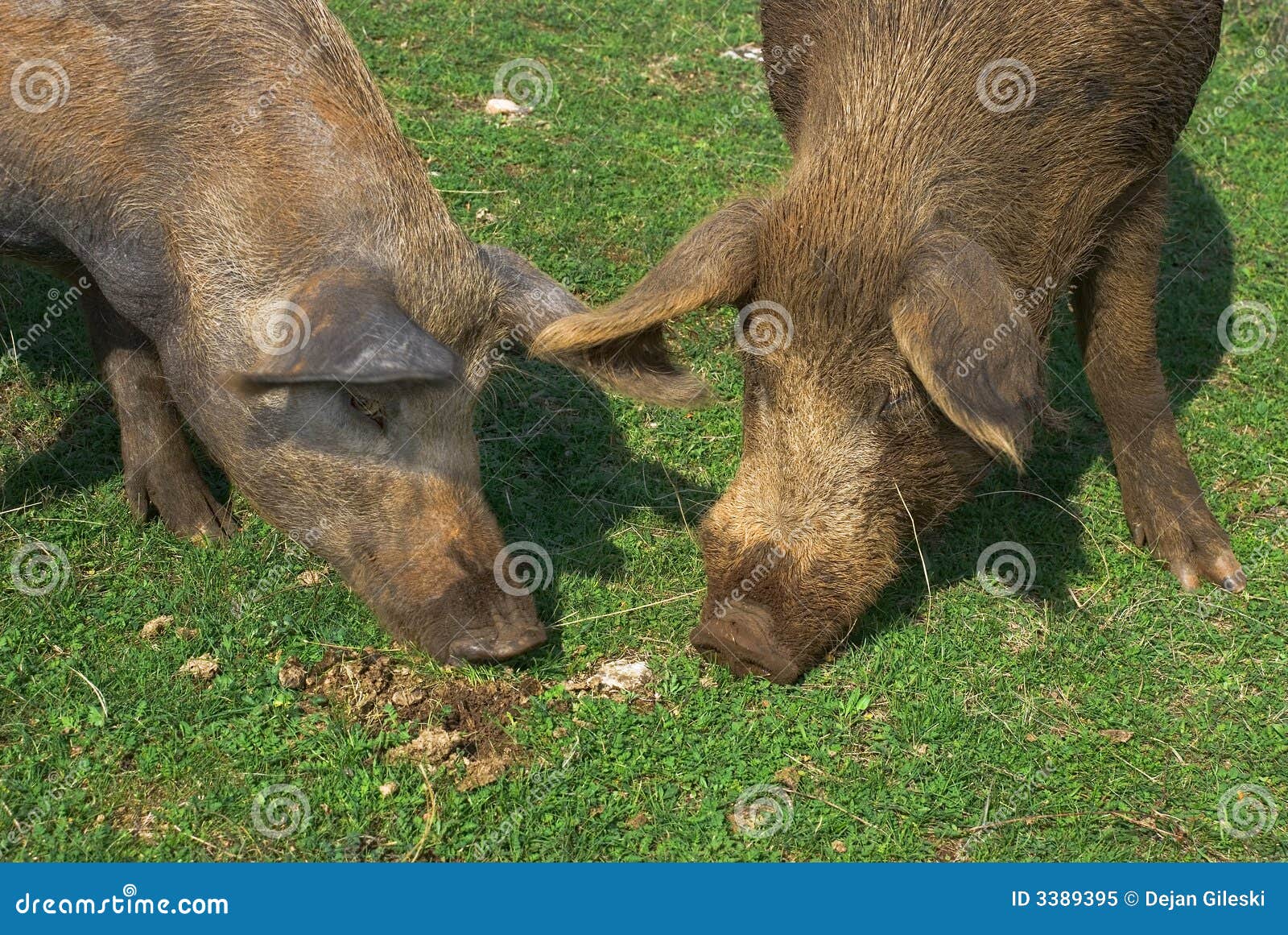Pig stock image. Image of brown, nature, straw, couple - 3389395