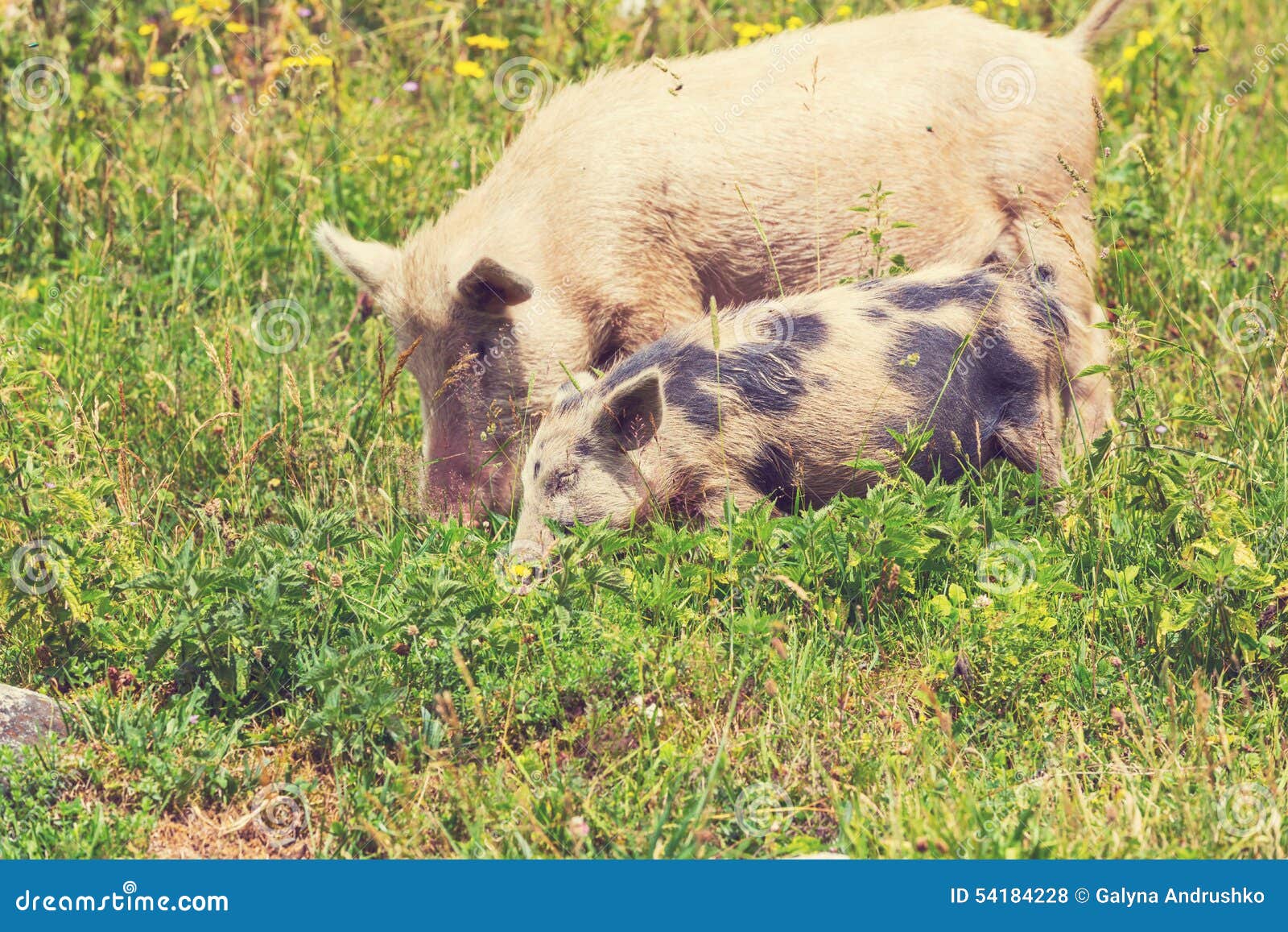 Pig stock photo. Image of meadow, pasture, boar, grassland - 54184228