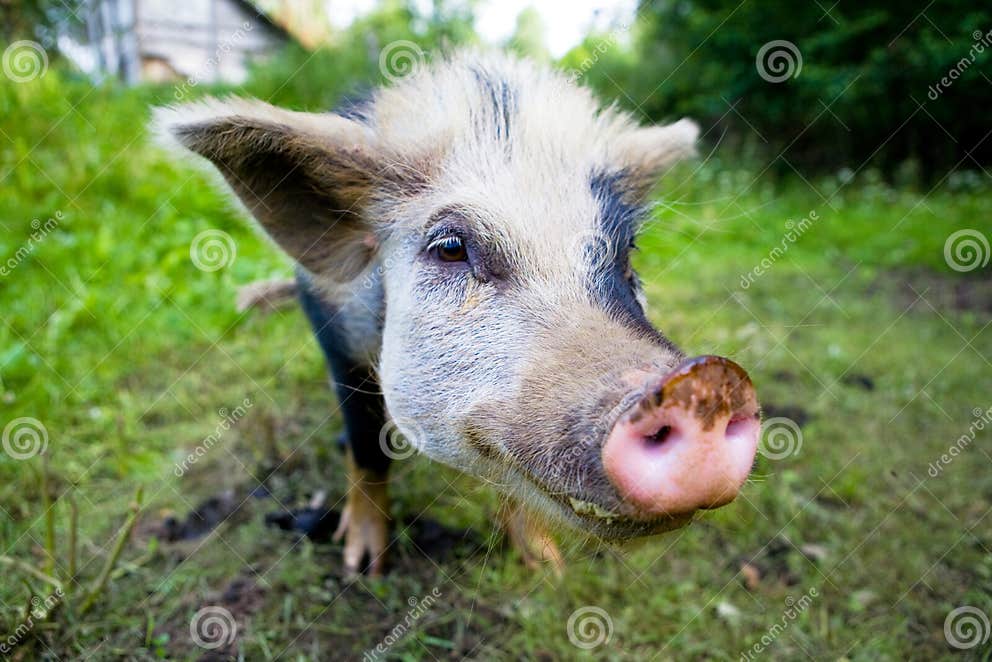 Pig stock image. Image of meadow, stench, funny, pasture - 5881649