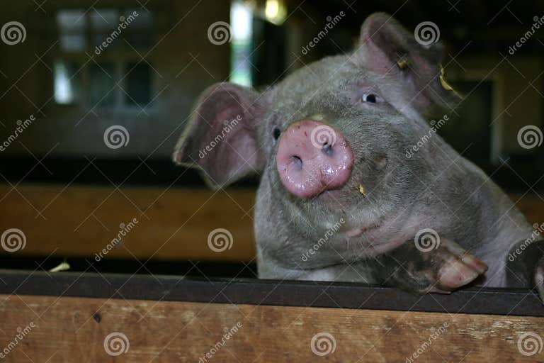 Pig stock photo. Image of pignose, lovely, standing, nice - 66716