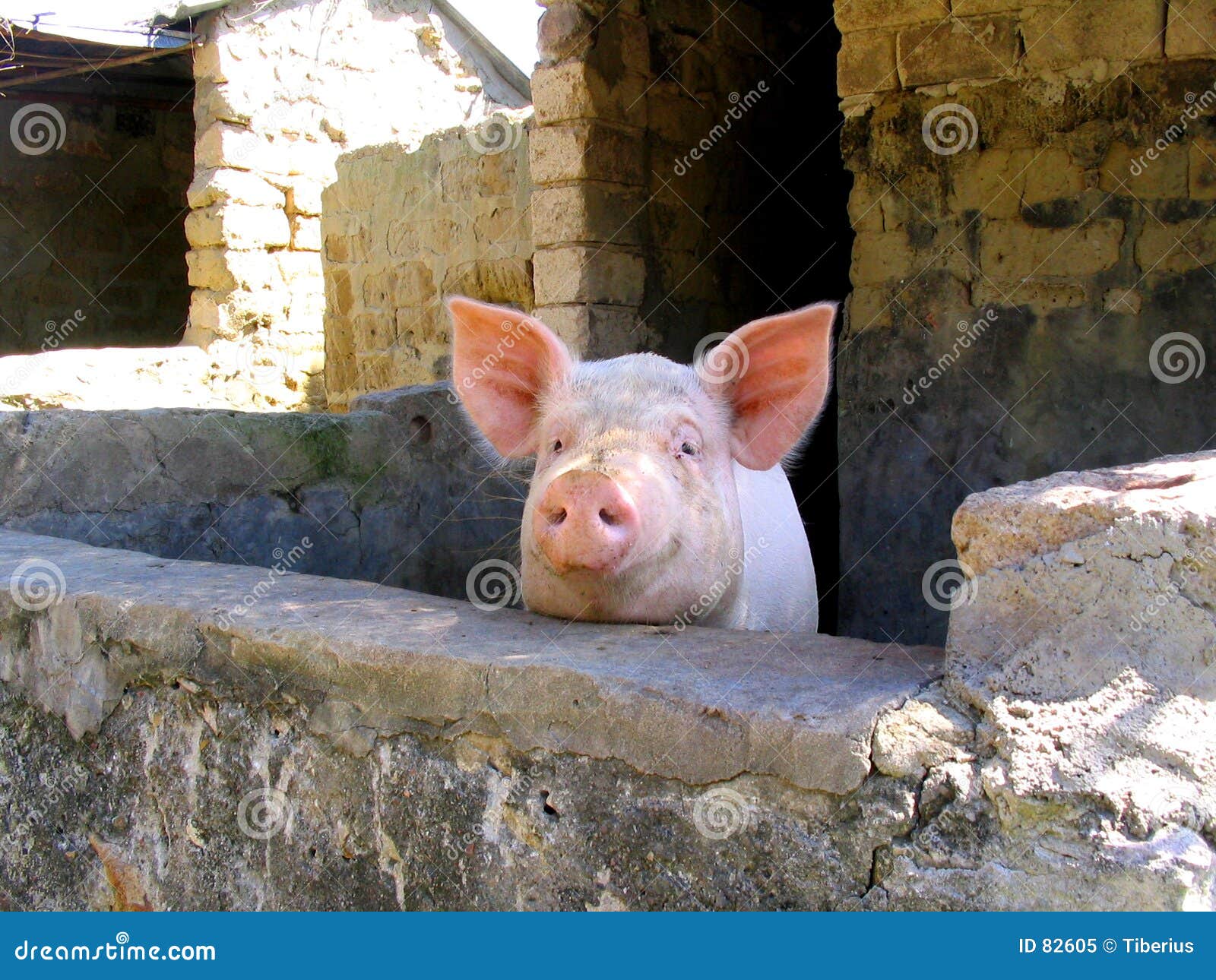Pig stock image. Image of animal, food, portrait, side, rural - 82605