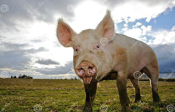 A Pig stock image. Image of mammal, farm, meadow, cute - 8388153