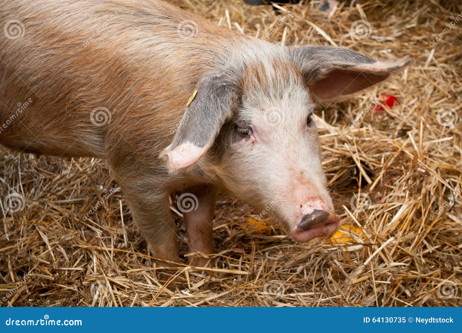 Pig stock image. Image of pork, mammal, ears, piglet - 64130735
