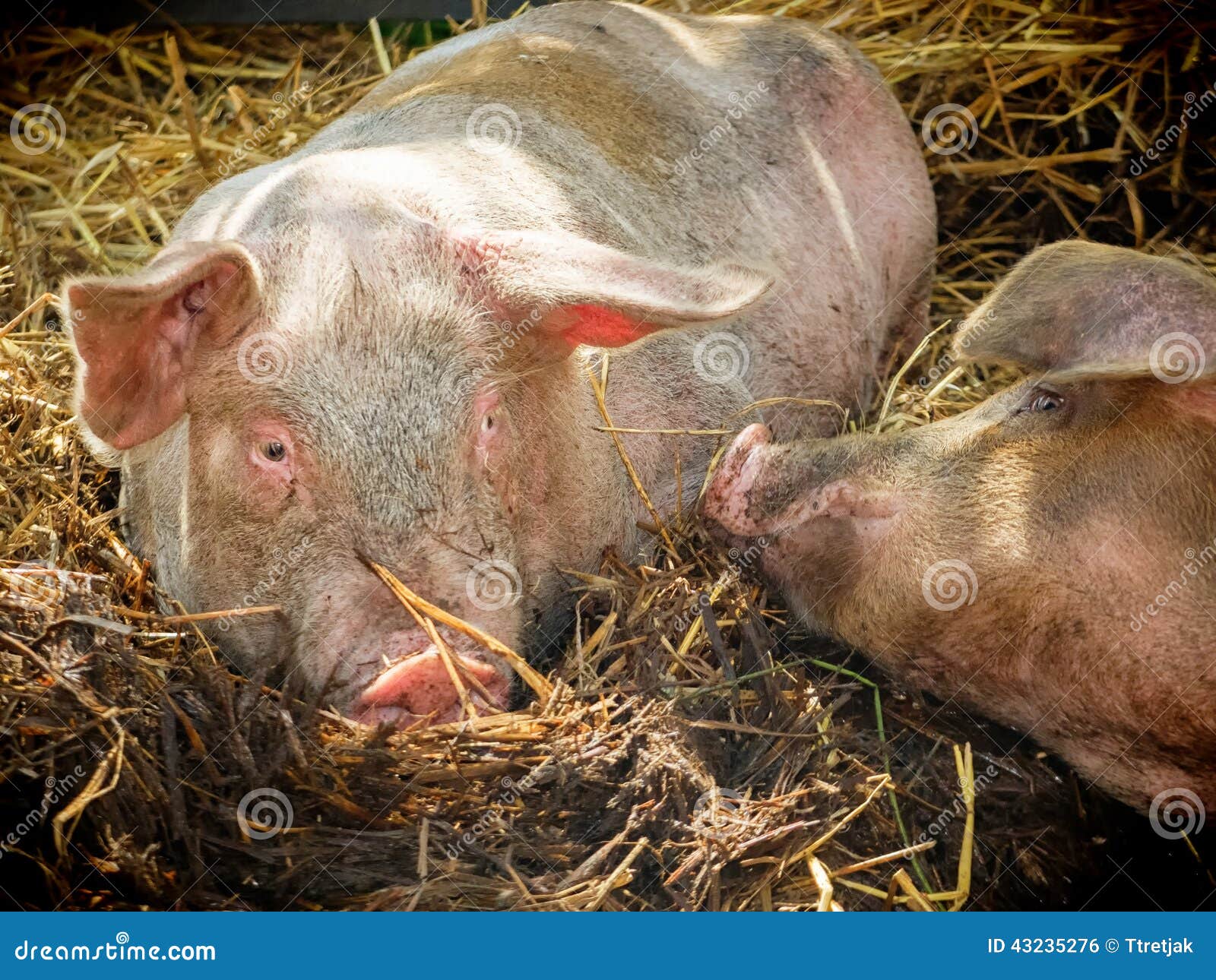 Pig attraction stock photo. Image of pigsty, affection - 43235276