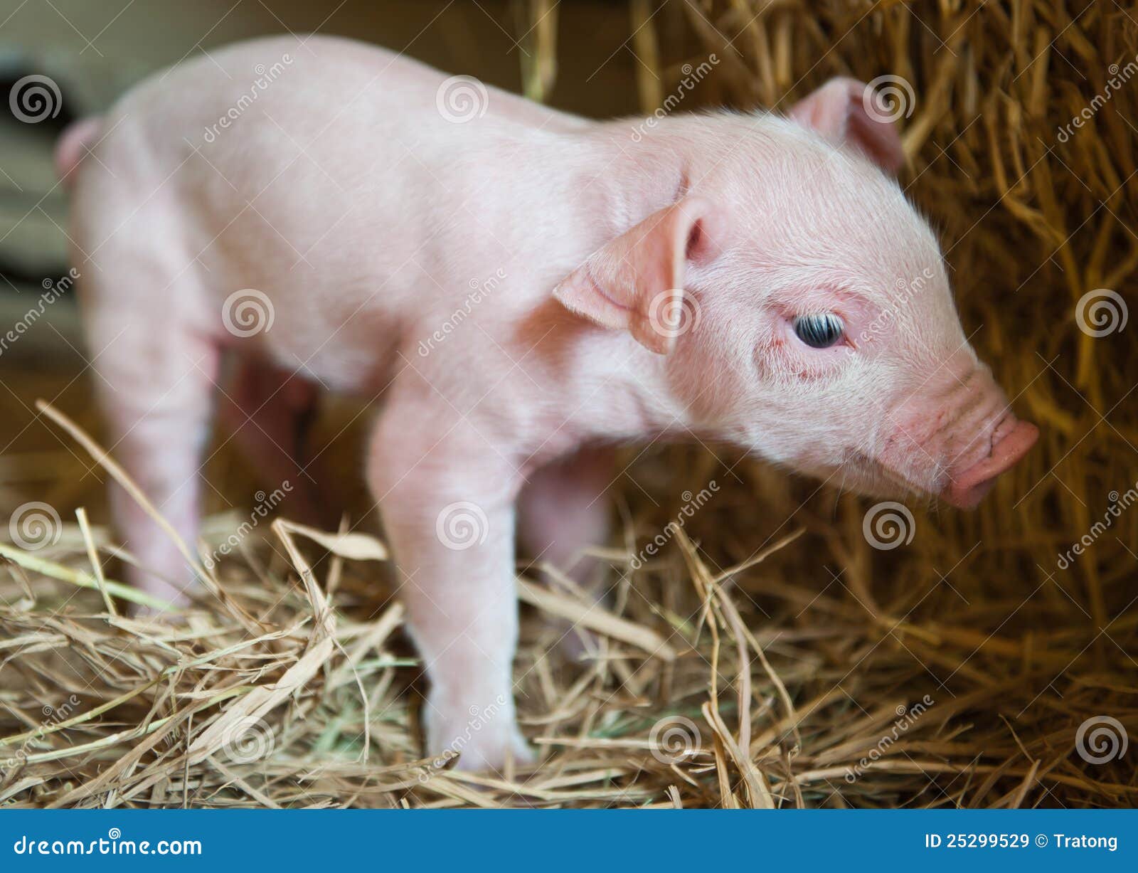 Pig baby piglet stock image. Image of animals, domestica - 25299529