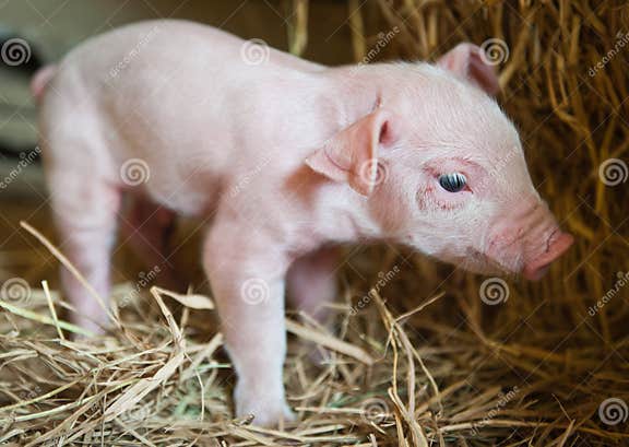 Pig baby piglet stock image. Image of animals, domestica - 25299529