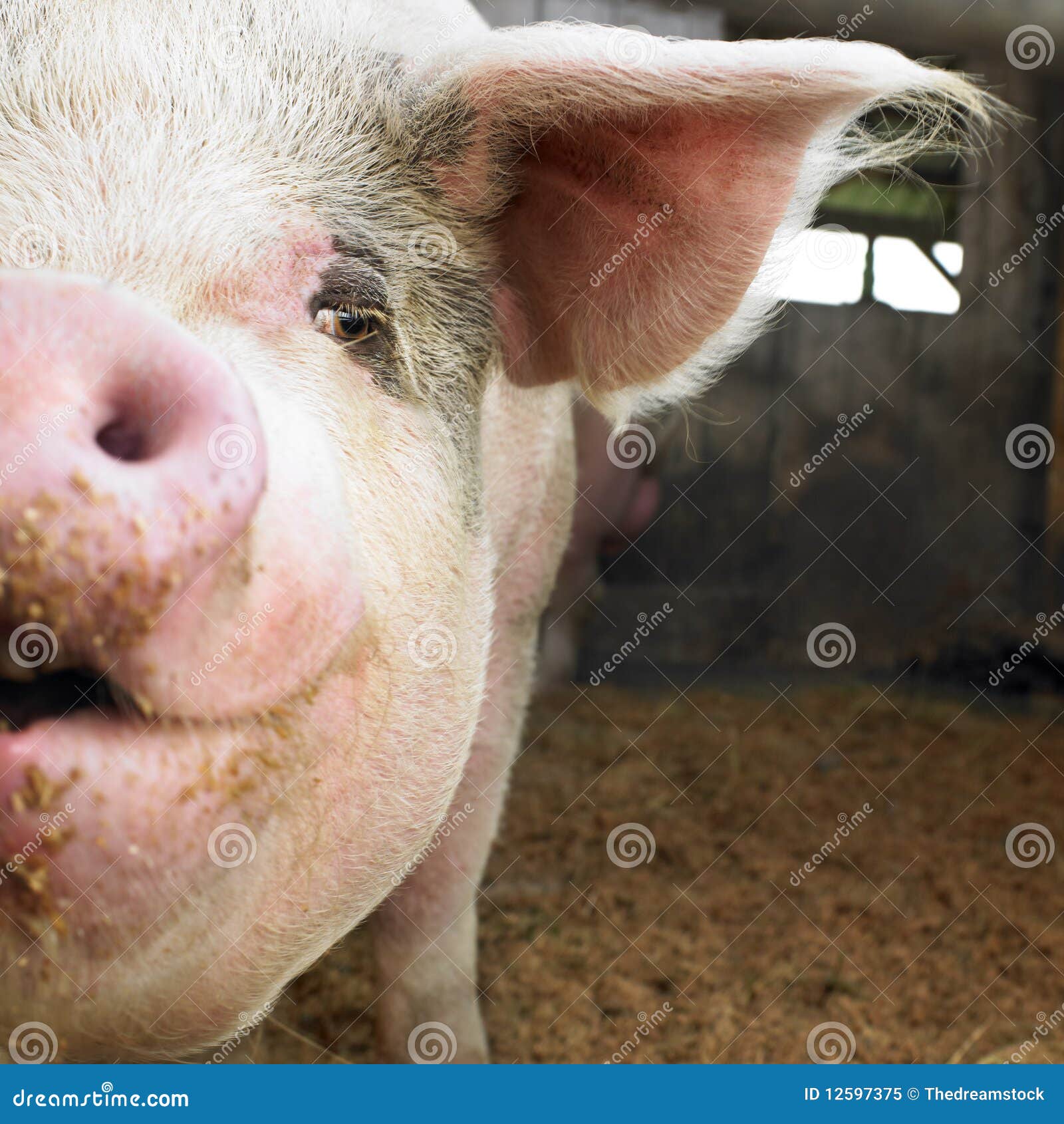 Pig in Barn stock image. Image of barn, living, inside - 12597375