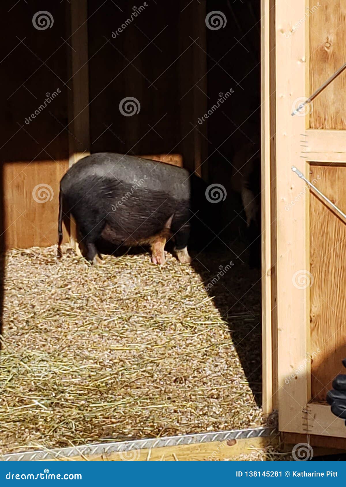 Pig in barn stock image. Image of eating, black, pick - 138145281