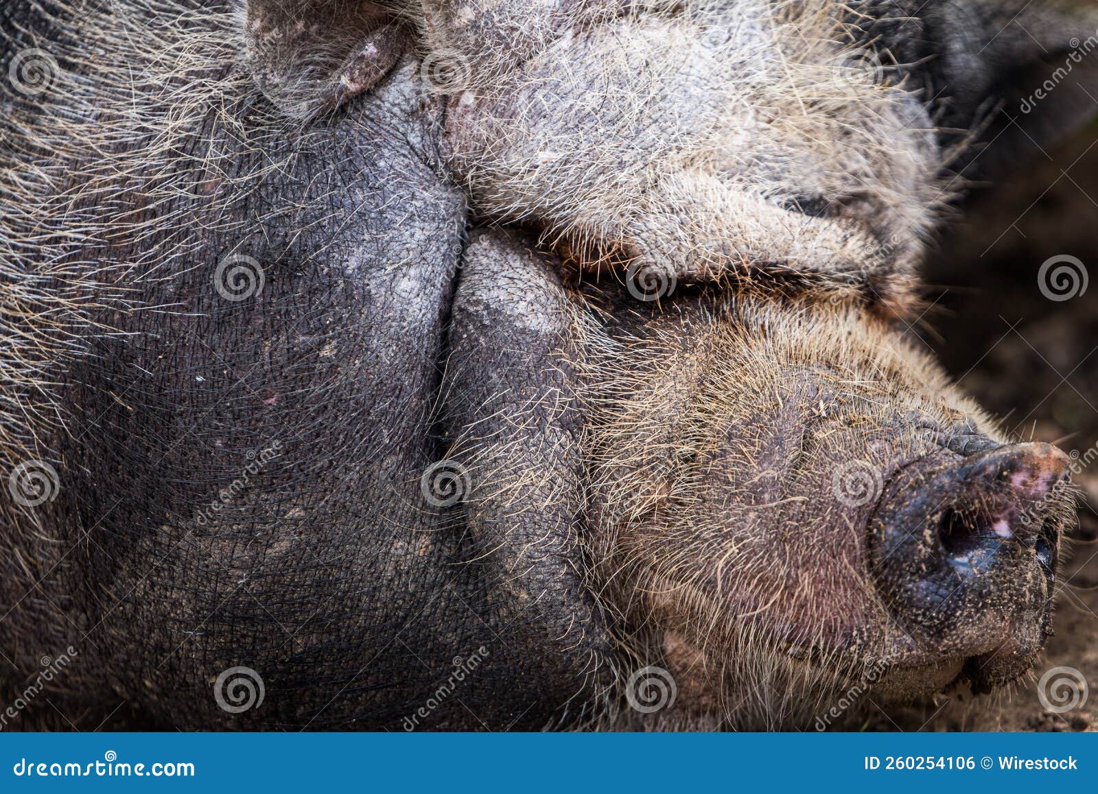 Closeup of muddy pig face stock photo. Image of eyes - 260254106