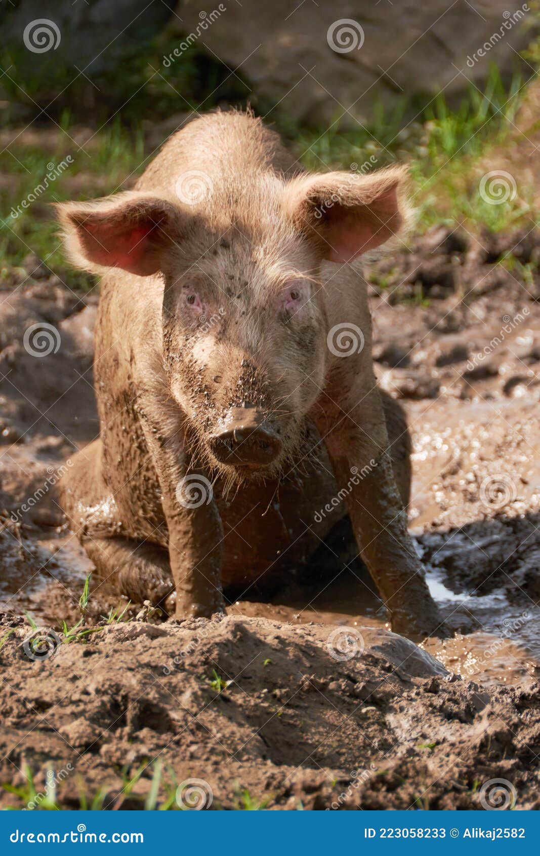 Pig bathing in the mud stock image. Image of dirt, piggy - 223058233