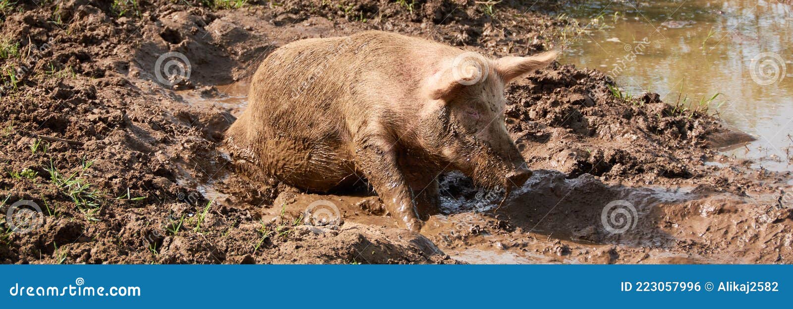 Pig bathing in the mud stock photo. Image of mammal - 223057996