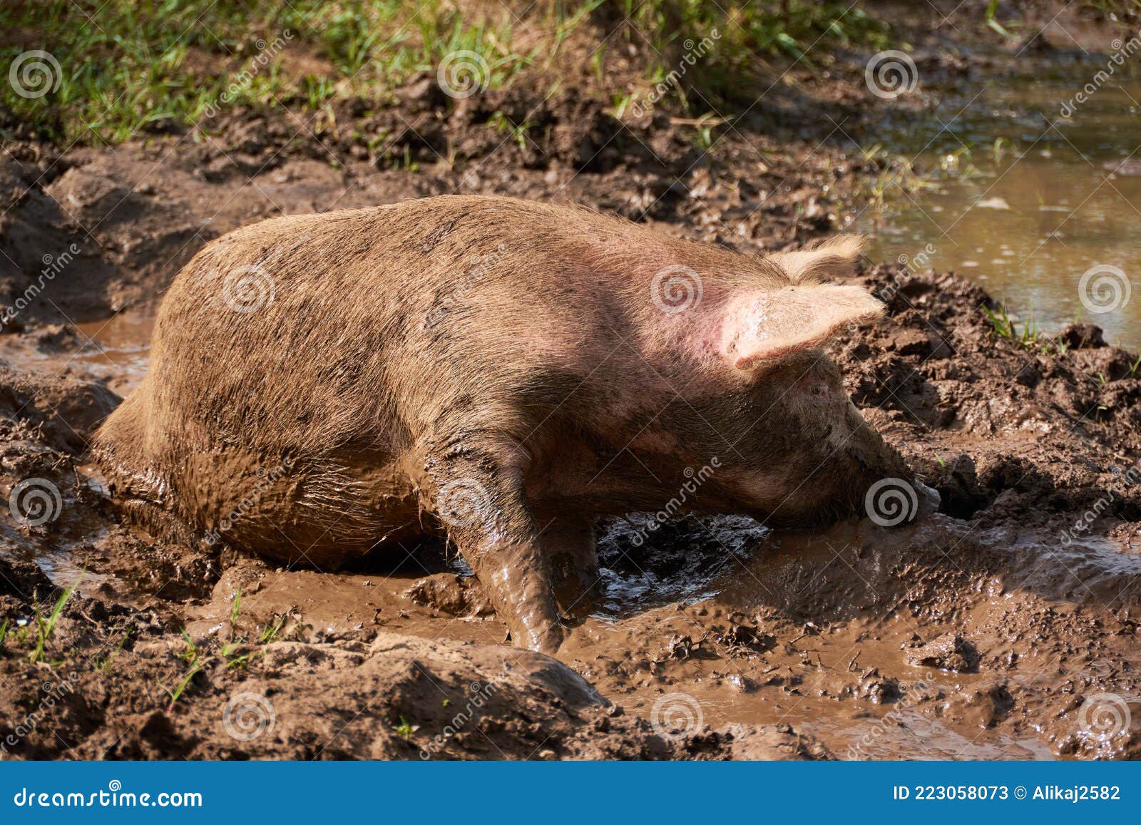 Pig bathing in the mud stock image. Image of pigs, rural - 223058073