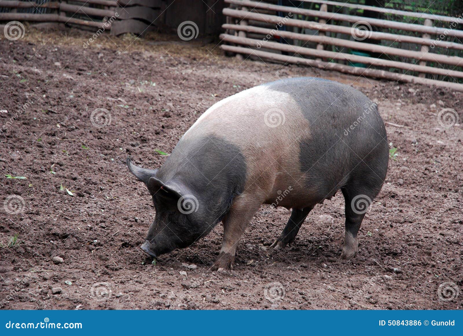 Pig stock photo. Image of rural, pigpen, barn, piglet - 50843886