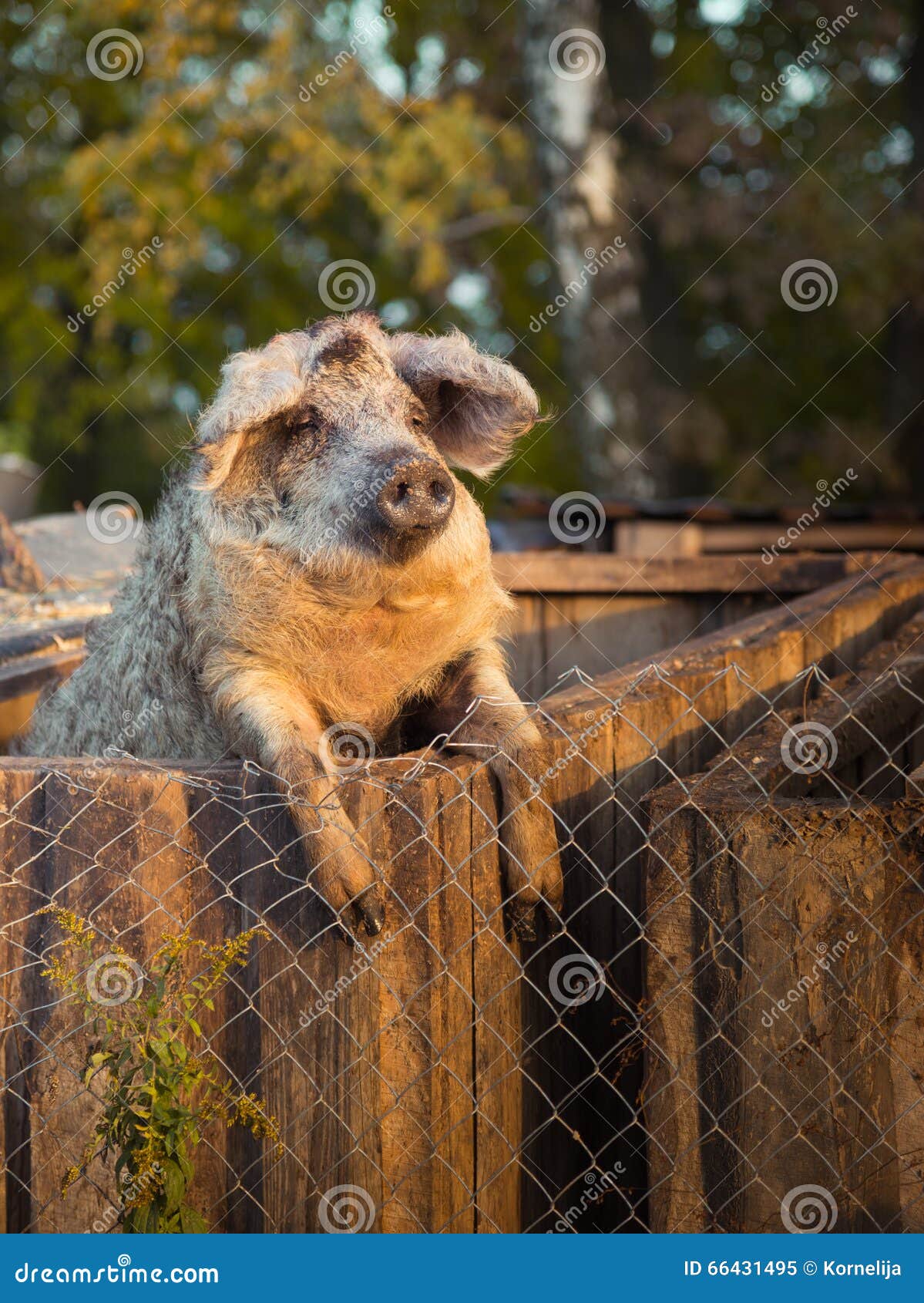Pigpen Fence Doubles As A Scratching Post For Mother Pig Stock Image ...
