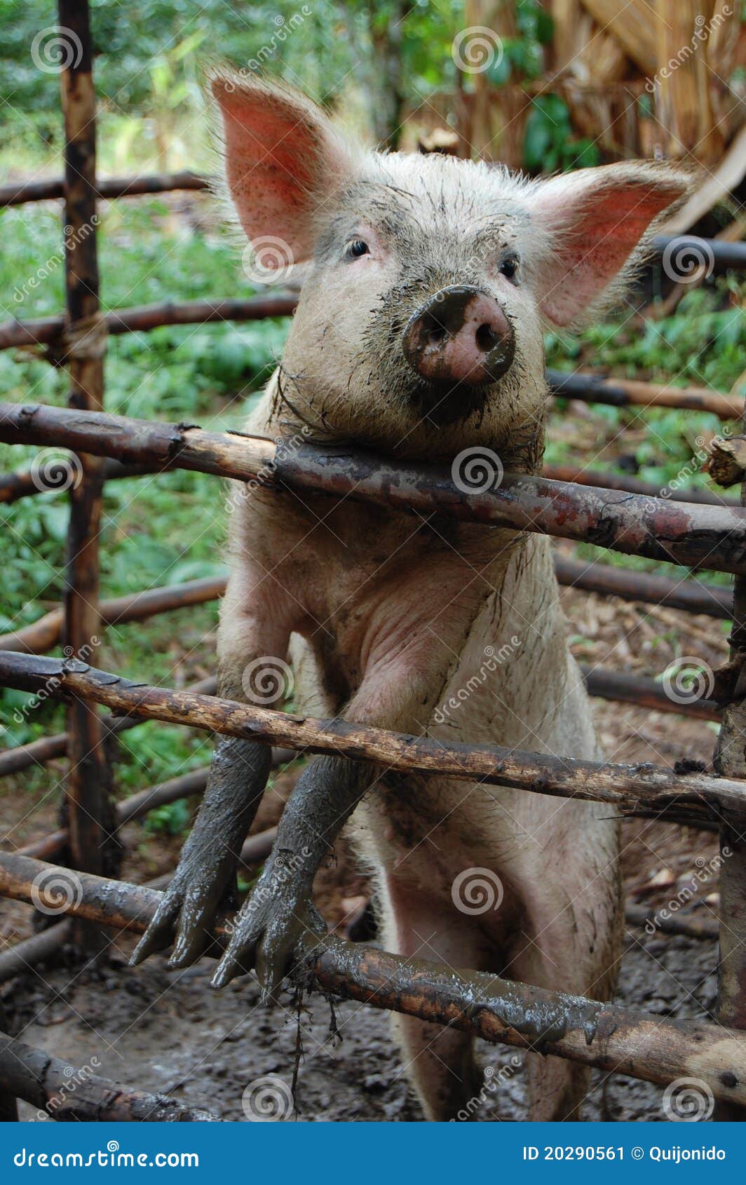 Pig behind wooden bars stock image. Image of pink, capture - 20290561
