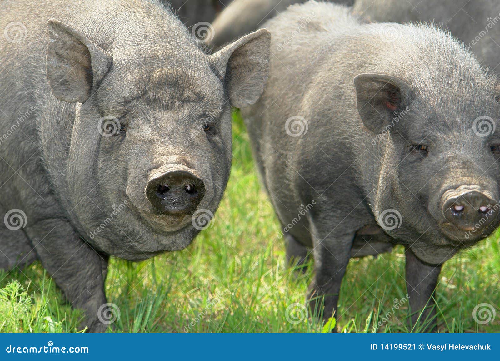 Pig big stock image. Image of creature, thoroughbred - 14199521