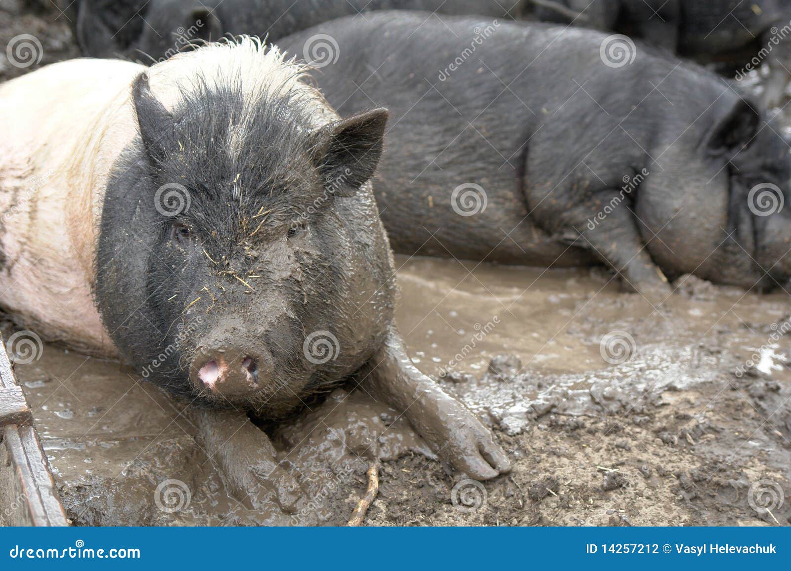 Pig big stock photo. Image of home, livestock, farming - 14257212