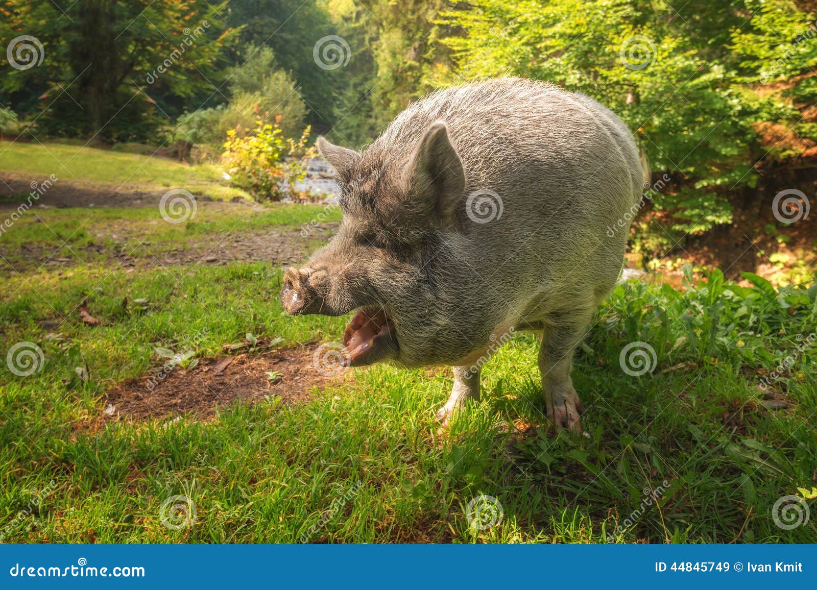 Pig stock image. Image of nature, summer, animal, rural - 44845749