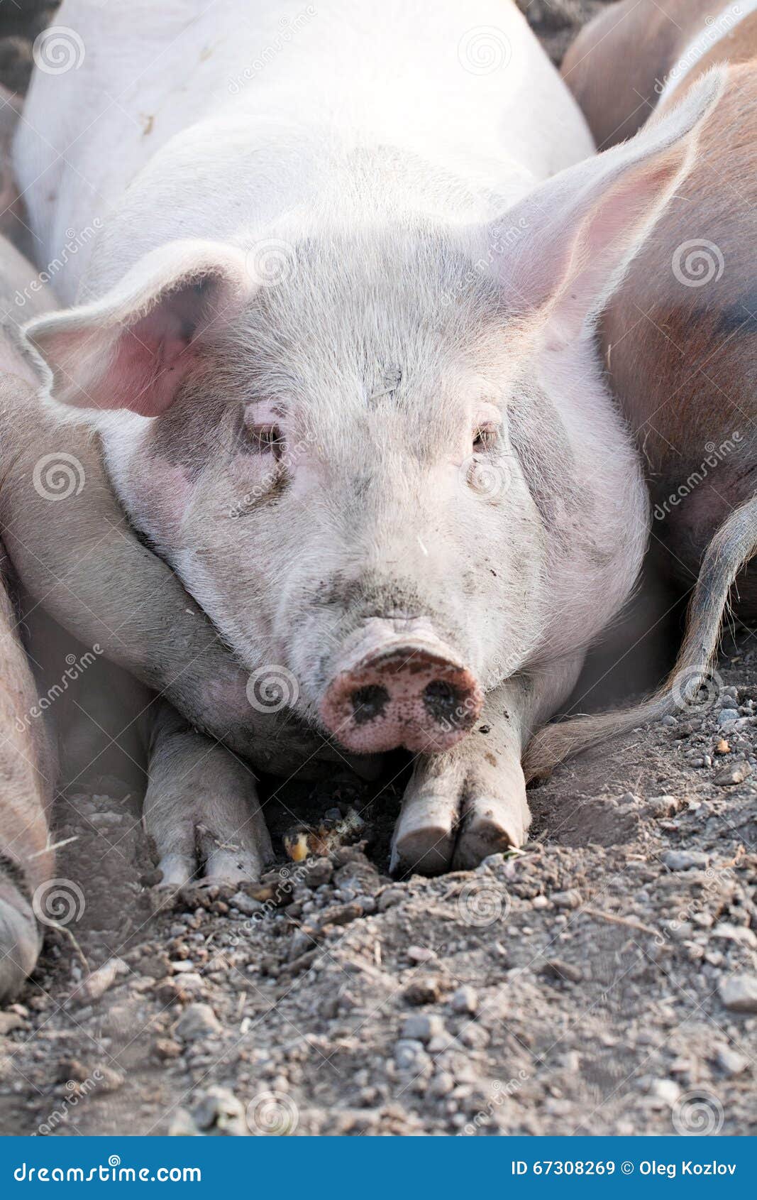Pig stock image. Image of sleeping, farm, husbandry, laying - 67308269
