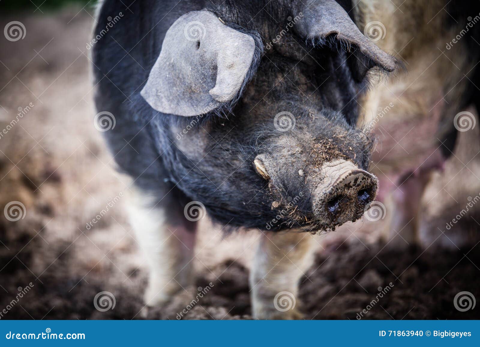 Pig stock photo. Image of natural, cute, organic, mammal - 71863940
