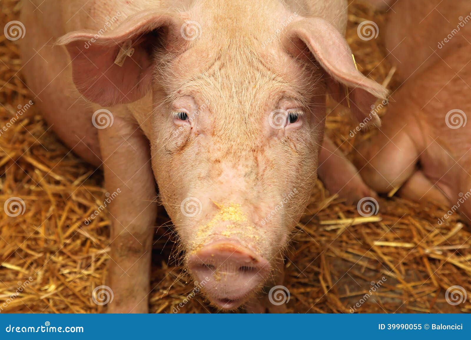 Pig stock image. Image of hogs, parlor, pigpen, agriculture - 39990055