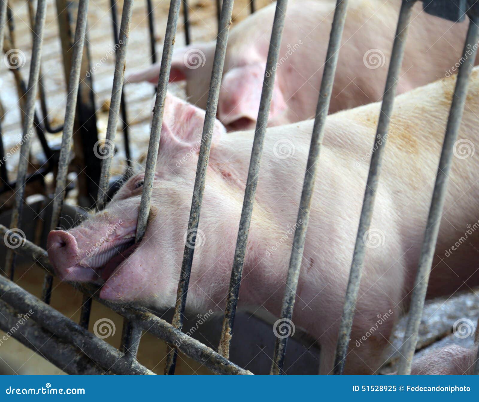 Pig Bite on the Cage with the Powerful JAWS Stock Image - Image of ...