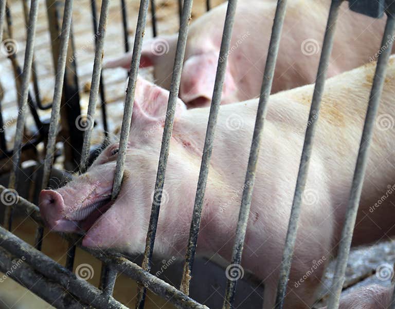 Pig Bite on the Cage with the Powerful JAWS Stock Image - Image of ...