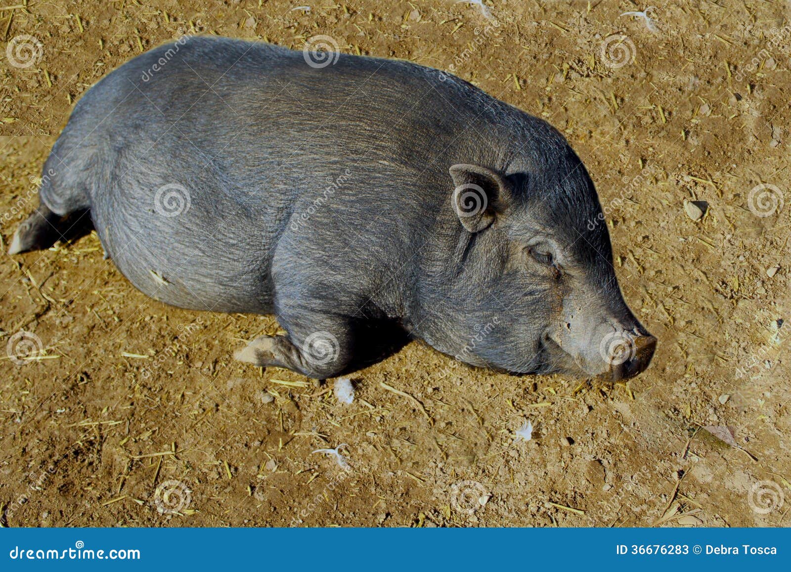 Pig black and lazy stock image. Image of lazy, pork, lying - 36676283