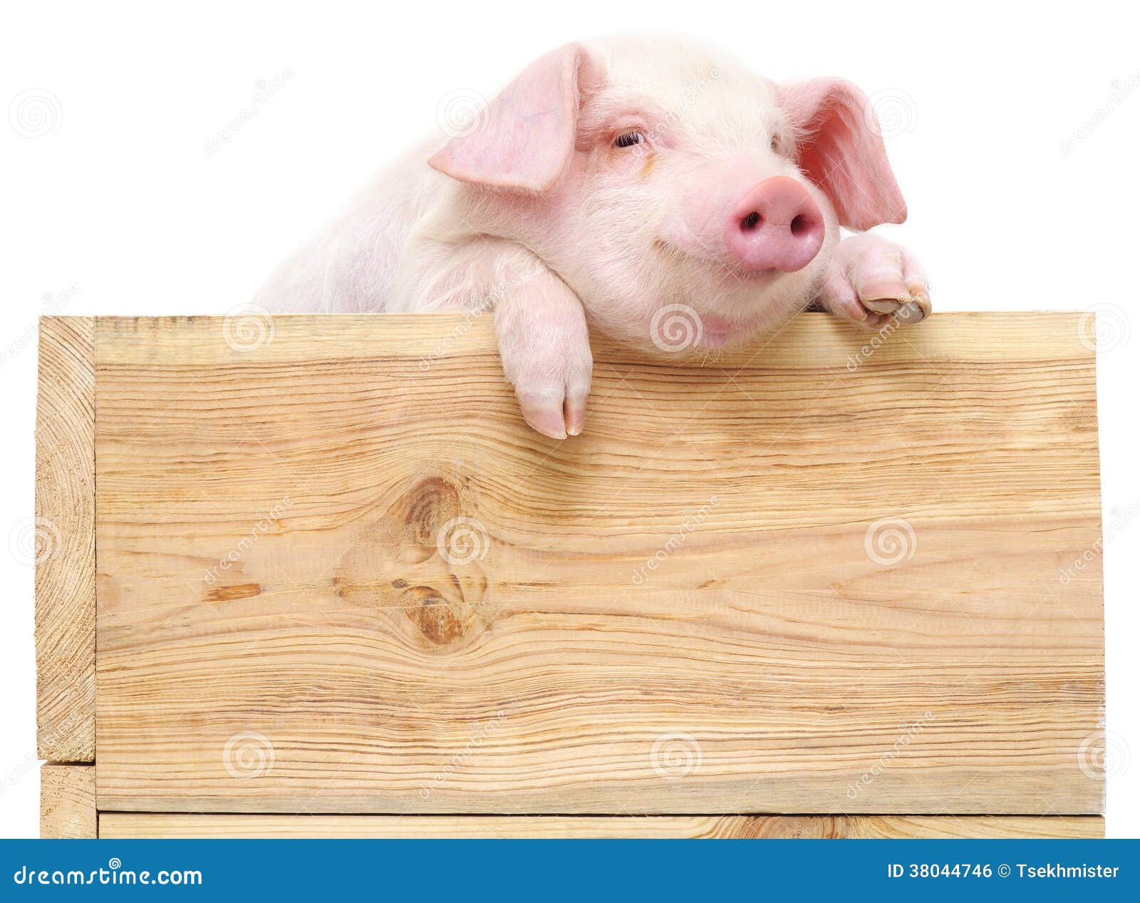 Pig with board stock photo. Image of front, mammals, board - 38044746