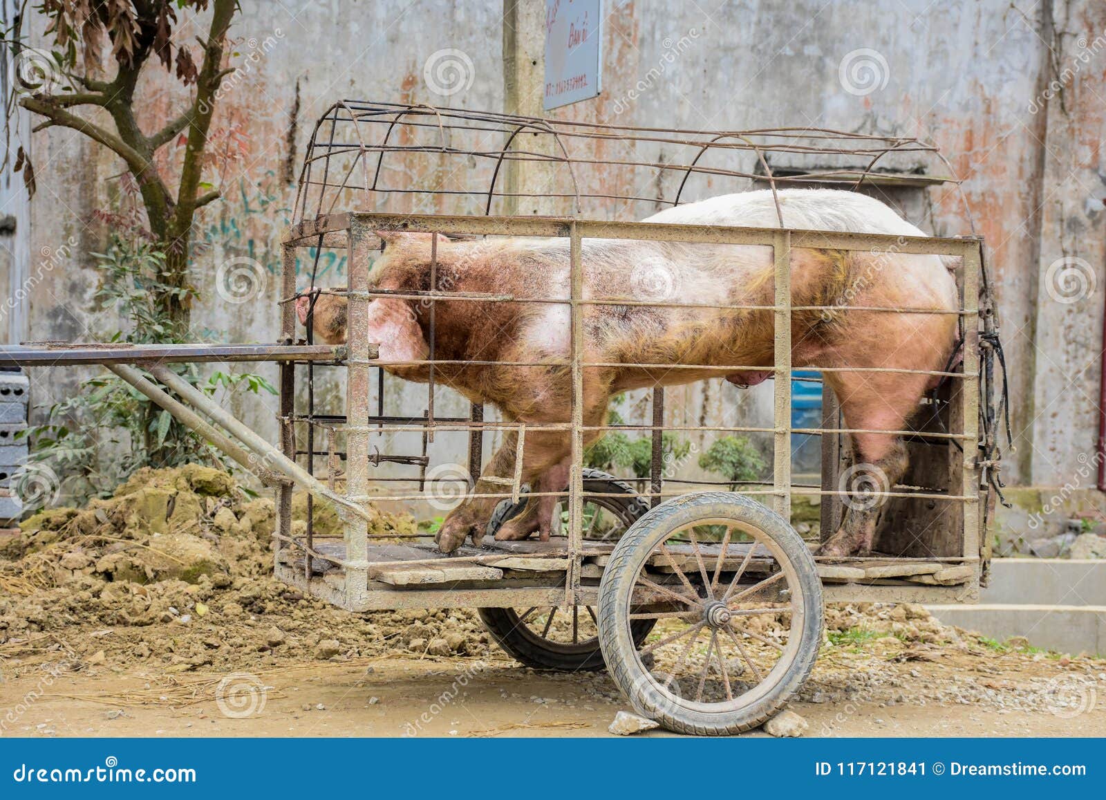 Pig in Box stock image. Image of tall, stall, forestall - 117121841