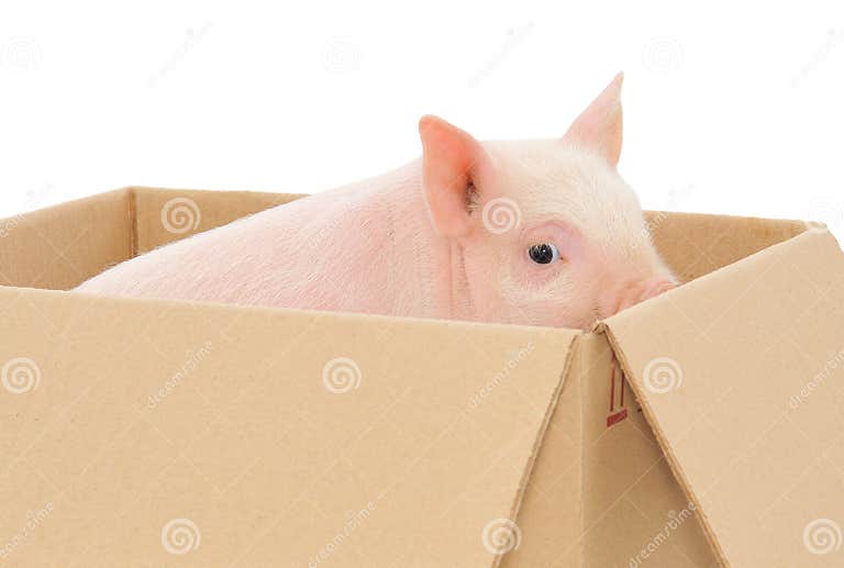 Pig in box stock image. Image of white, piglet, cardboard - 17993701