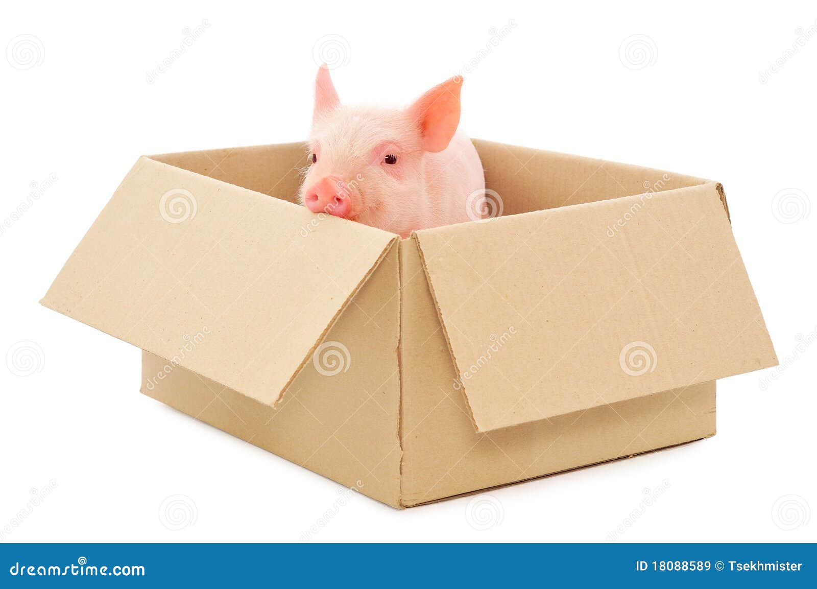 Pig in box stock image. Image of mammal, agriculture - 18088589