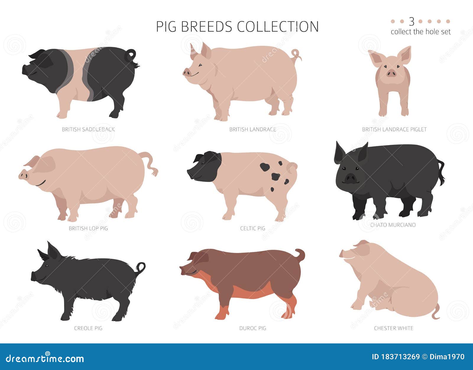 Pig Breeds