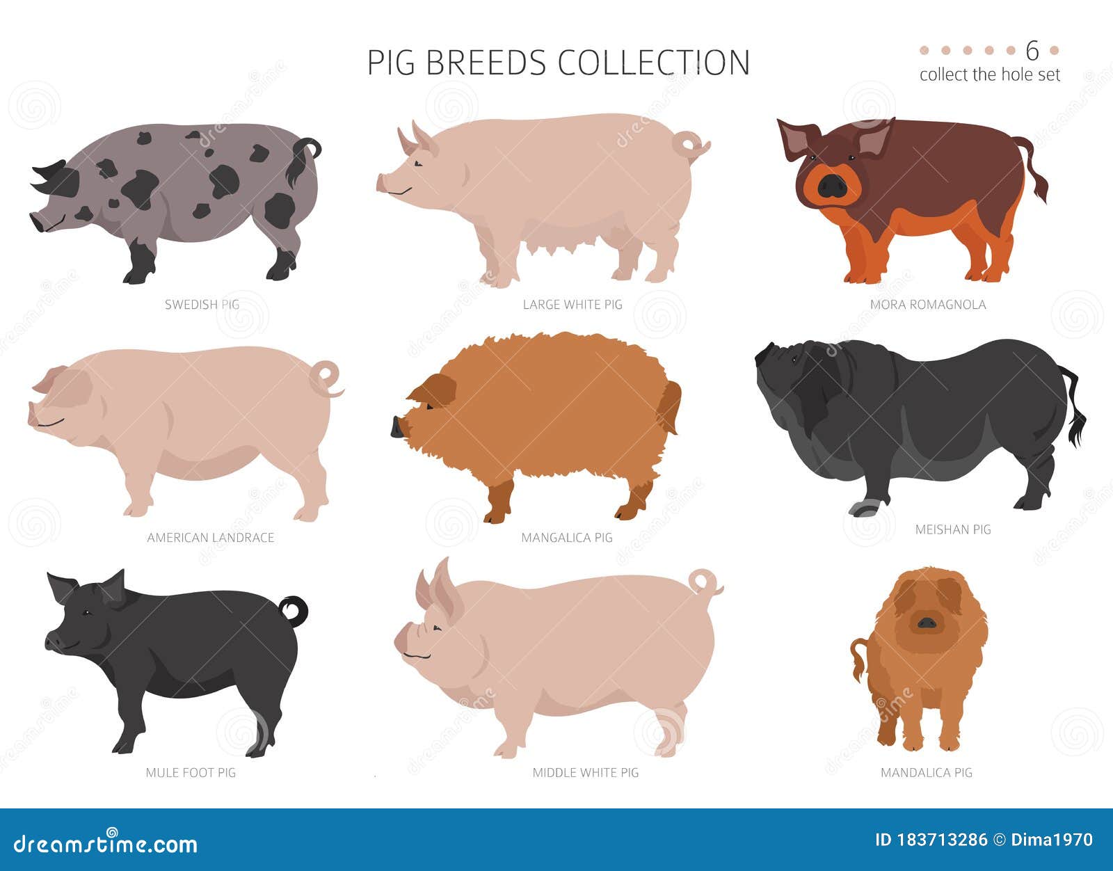Pig Breeds Collection 6. Farm Animals Set Stock Vector - Illustration ...