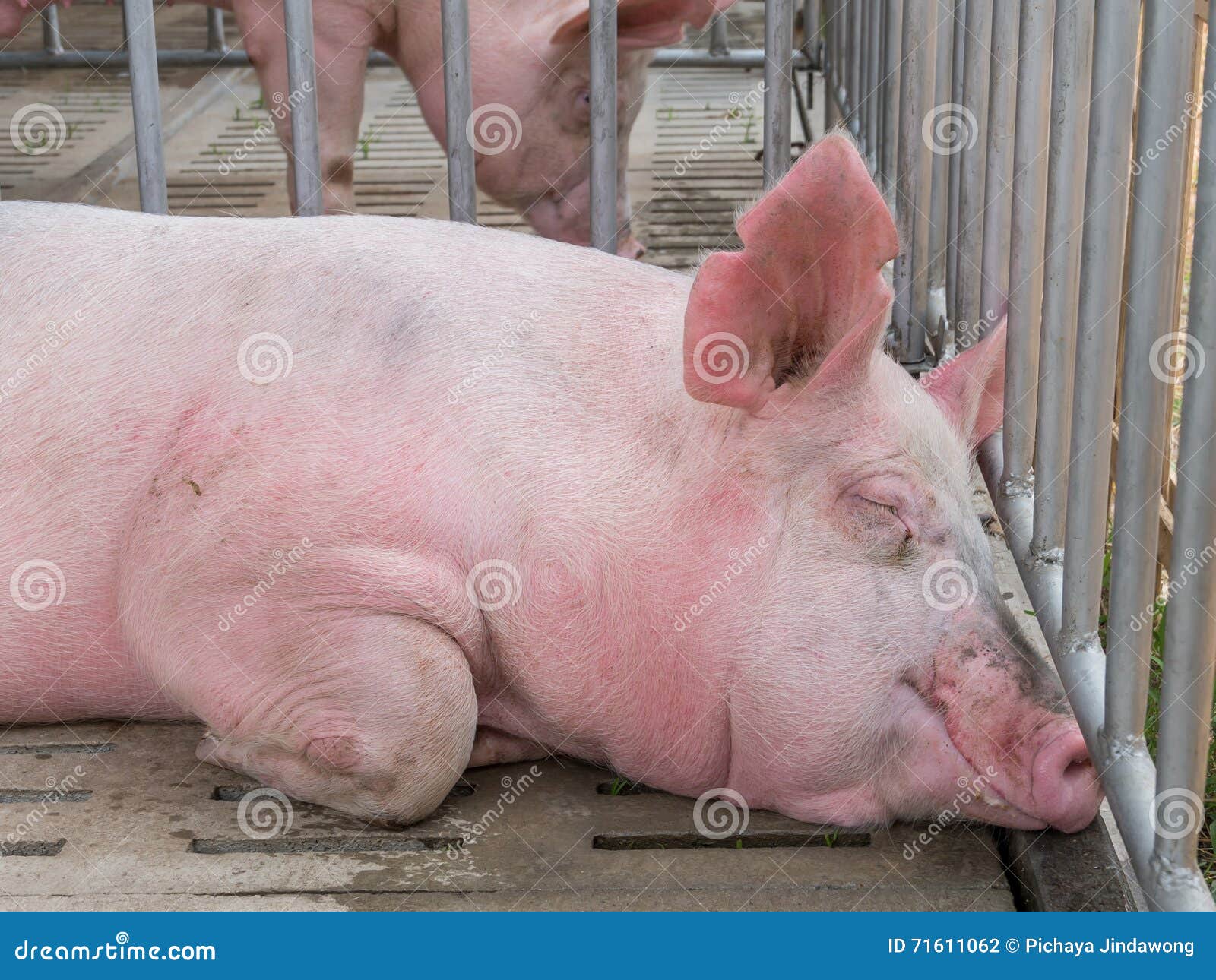 Pig in the cage stock photo. Image of feeding, feed, head - 71611062
