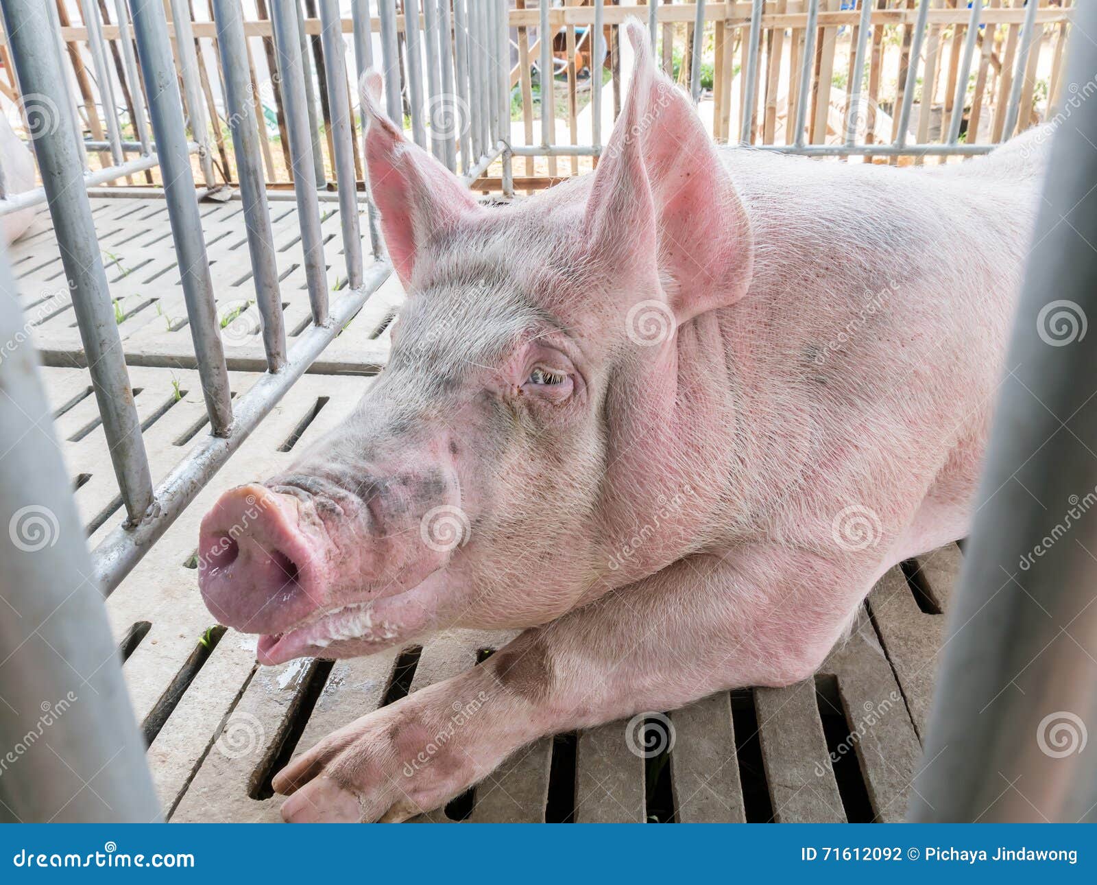 Pig in the cage stock photo. Image of head, hungry, meat - 71612092