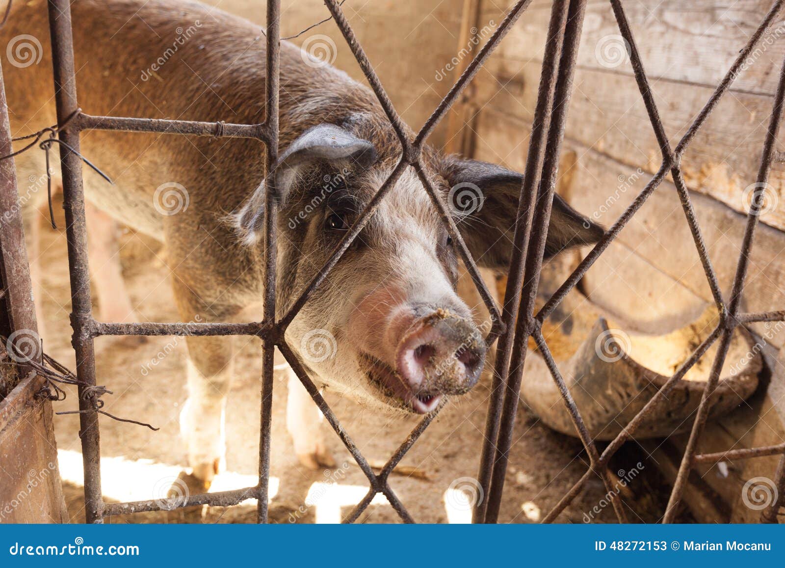 Pig in cage stock image. Image of hungry, cage, pigs - 48272153