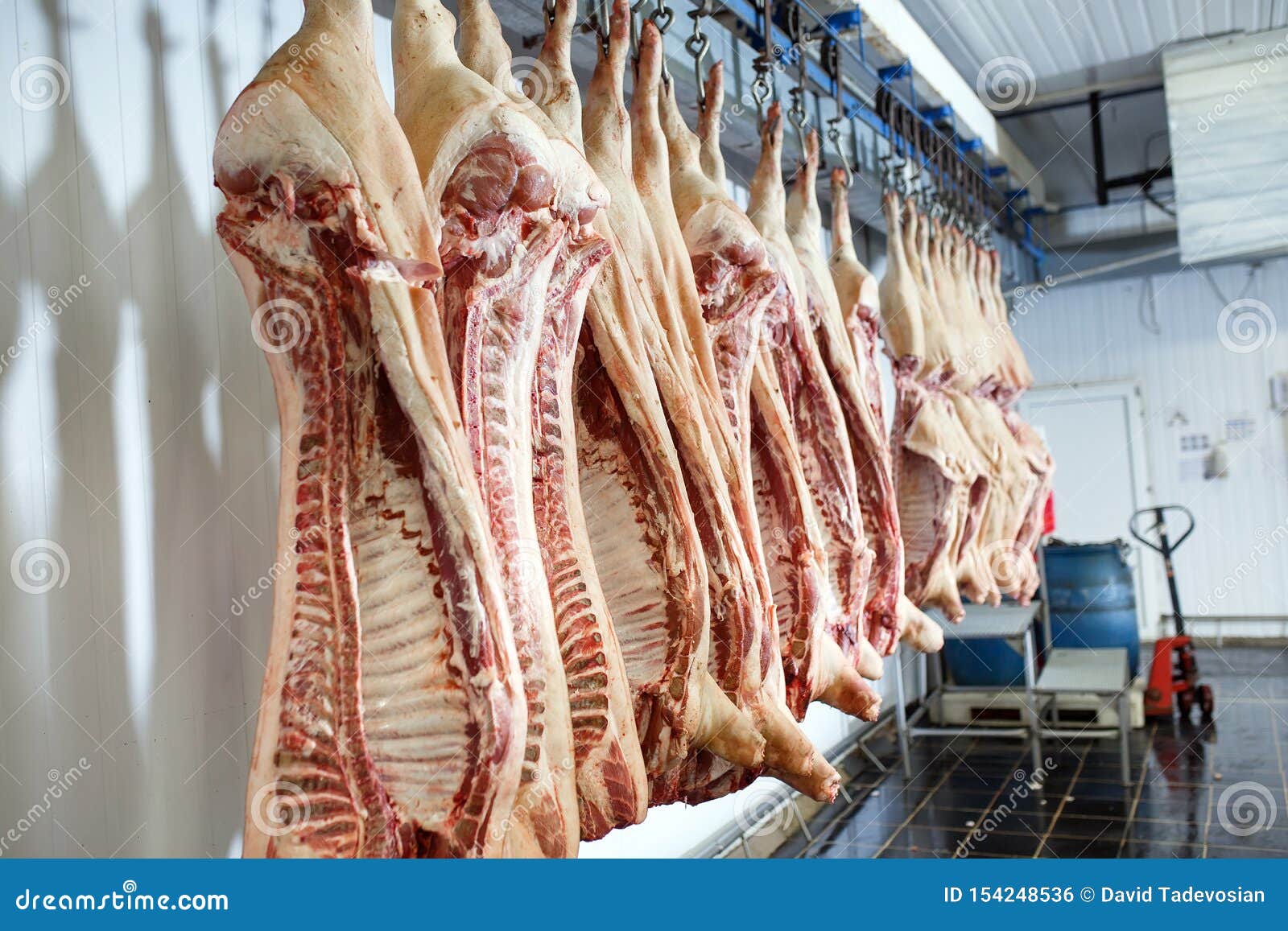 Pig Carcasses Cut in Half Stored in Refrigerator Room of Food ...