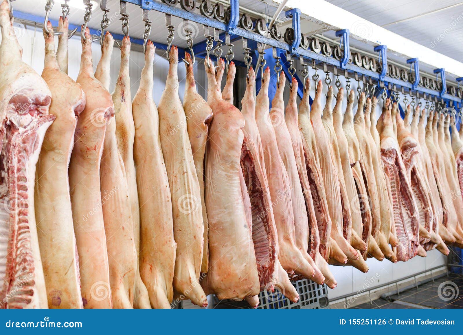 Pig Carcasses Cut in Half Stored in Refrigerator Room of Food ...