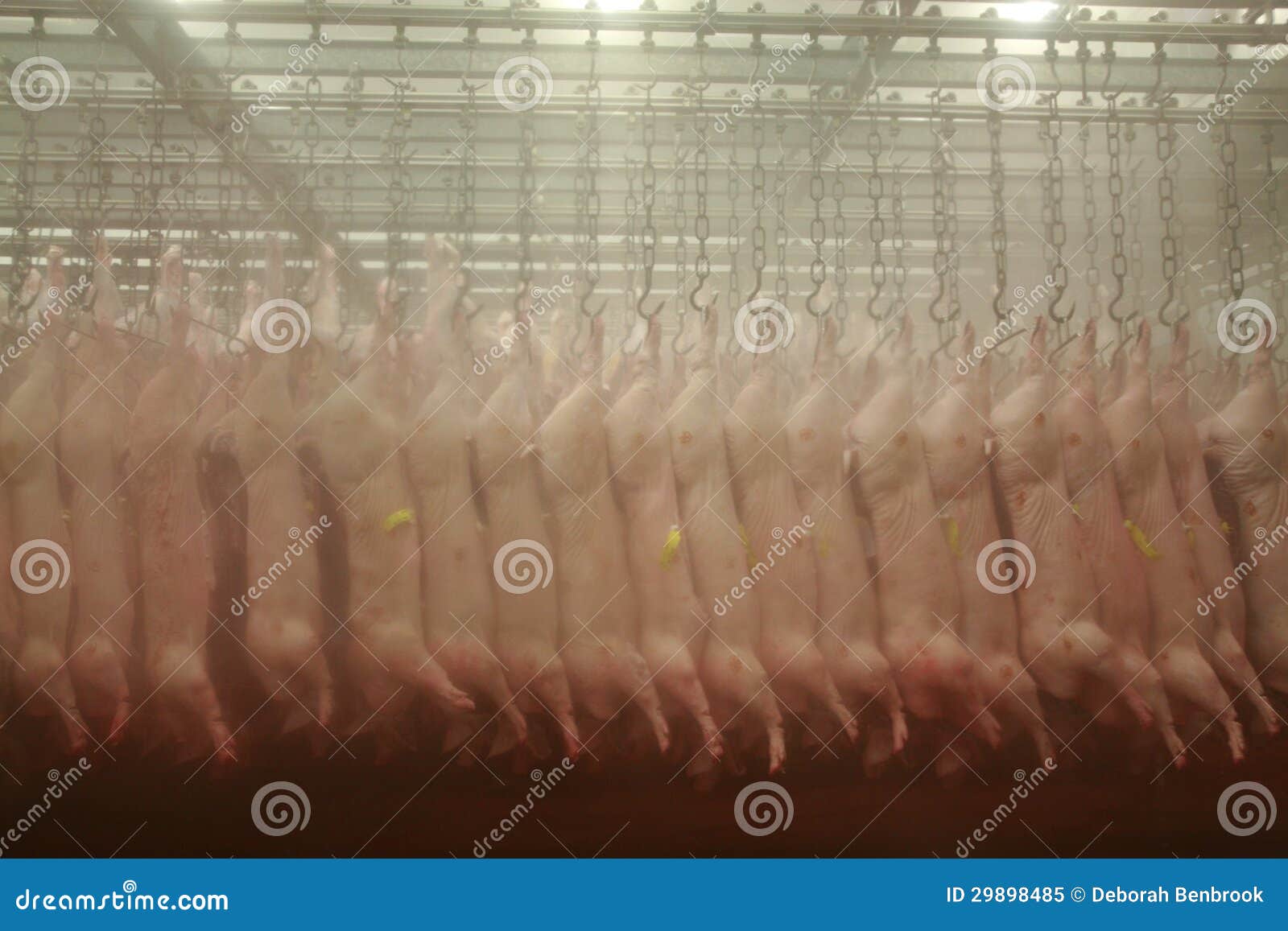 Pig Carcasses Hanging in an Abattoir Stock Image - Image of meat ...