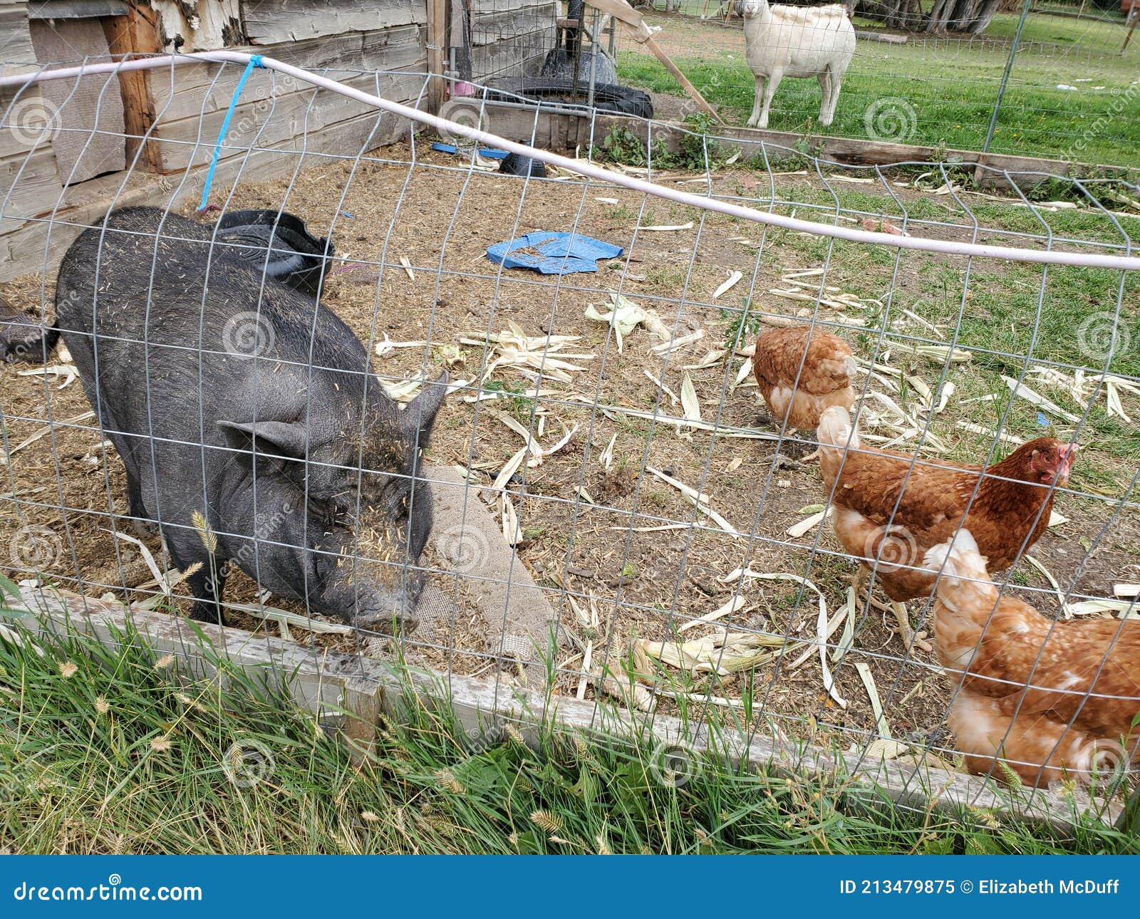 Pig Chicken barn yard stock image. Image of grass, beak - 213479875
