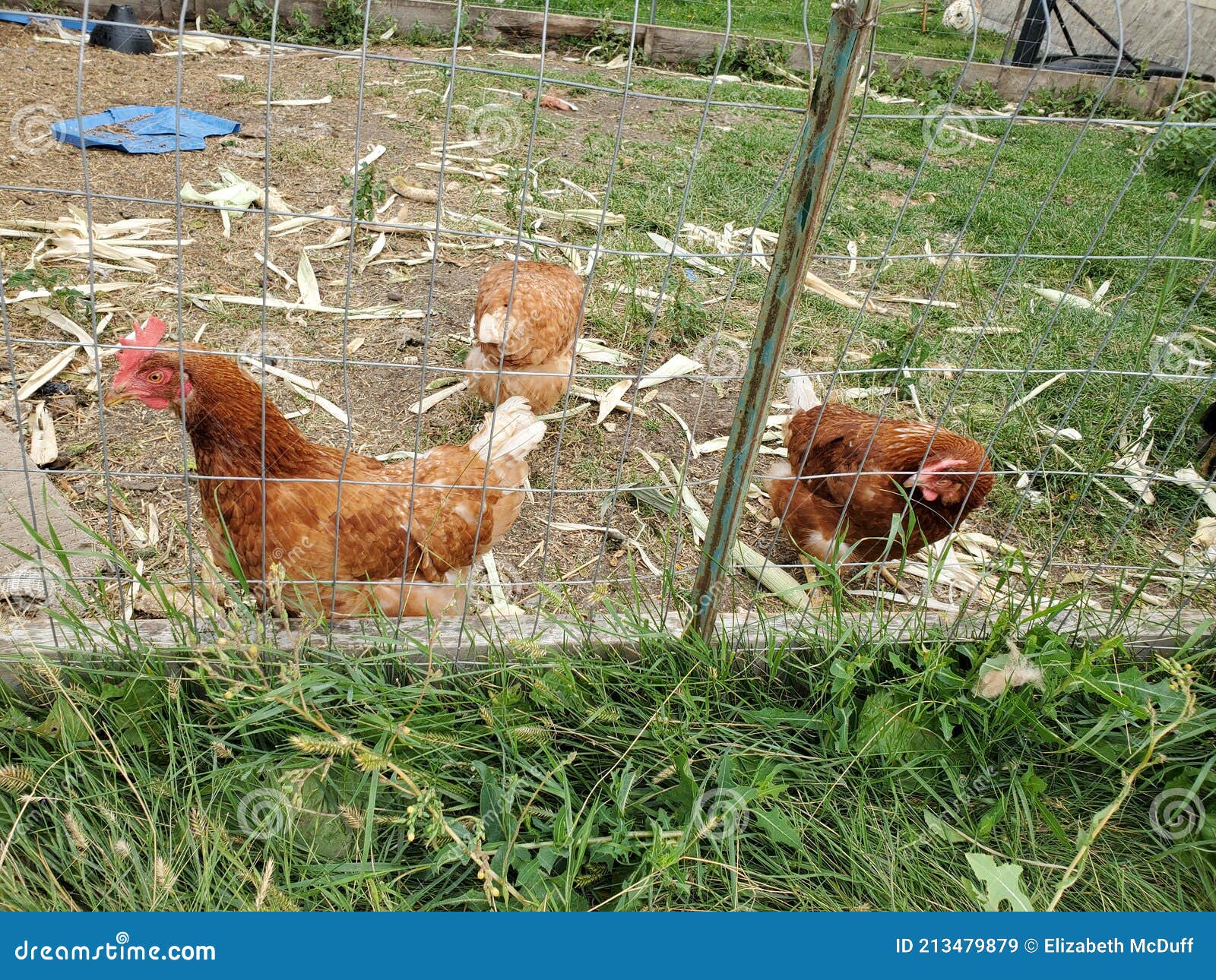 Pig Chicken barn yard stock image. Image of duck, agriculture - 213479879