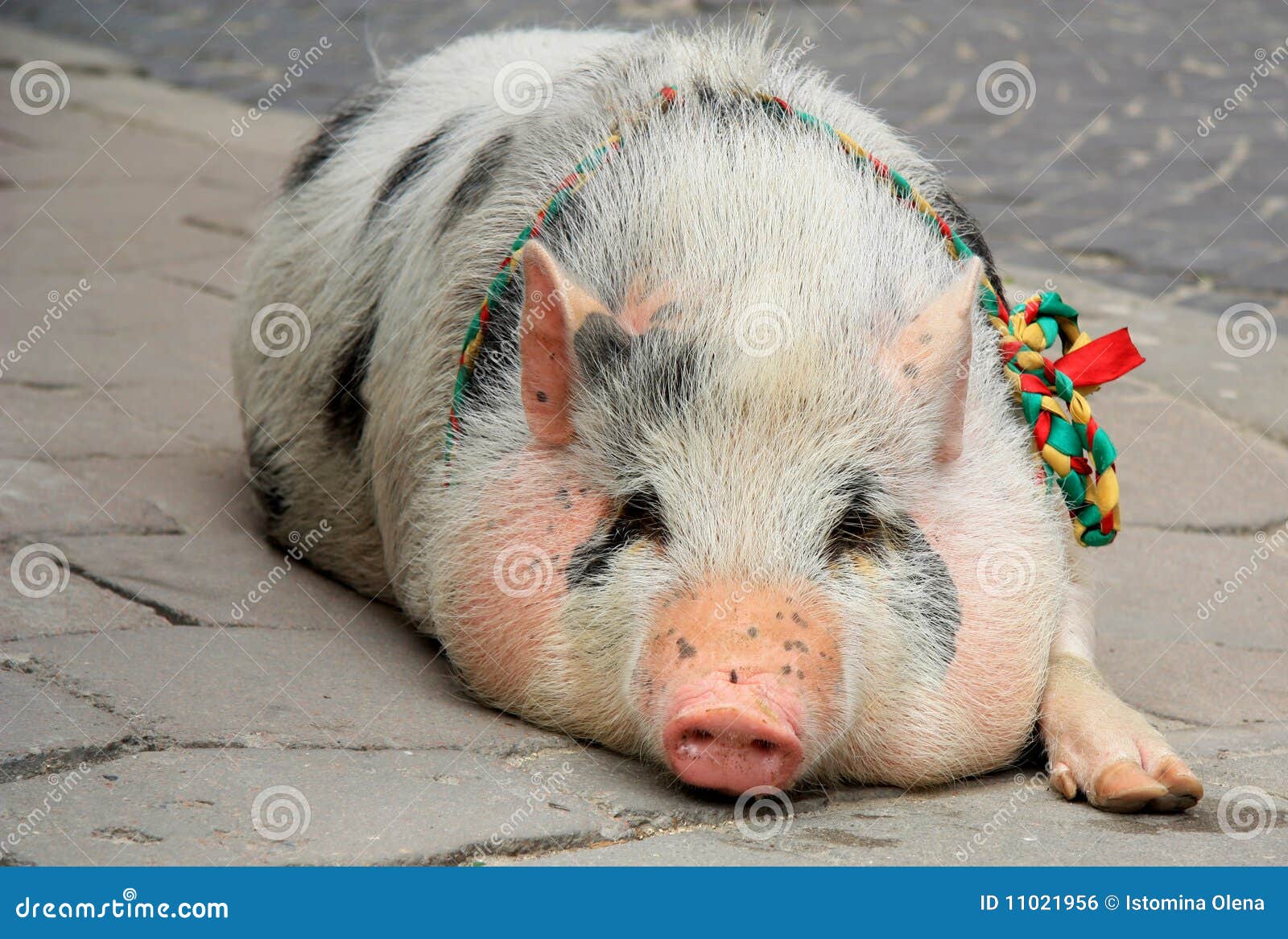 The pig on city street stock photo. Image of themes, small - 11021956