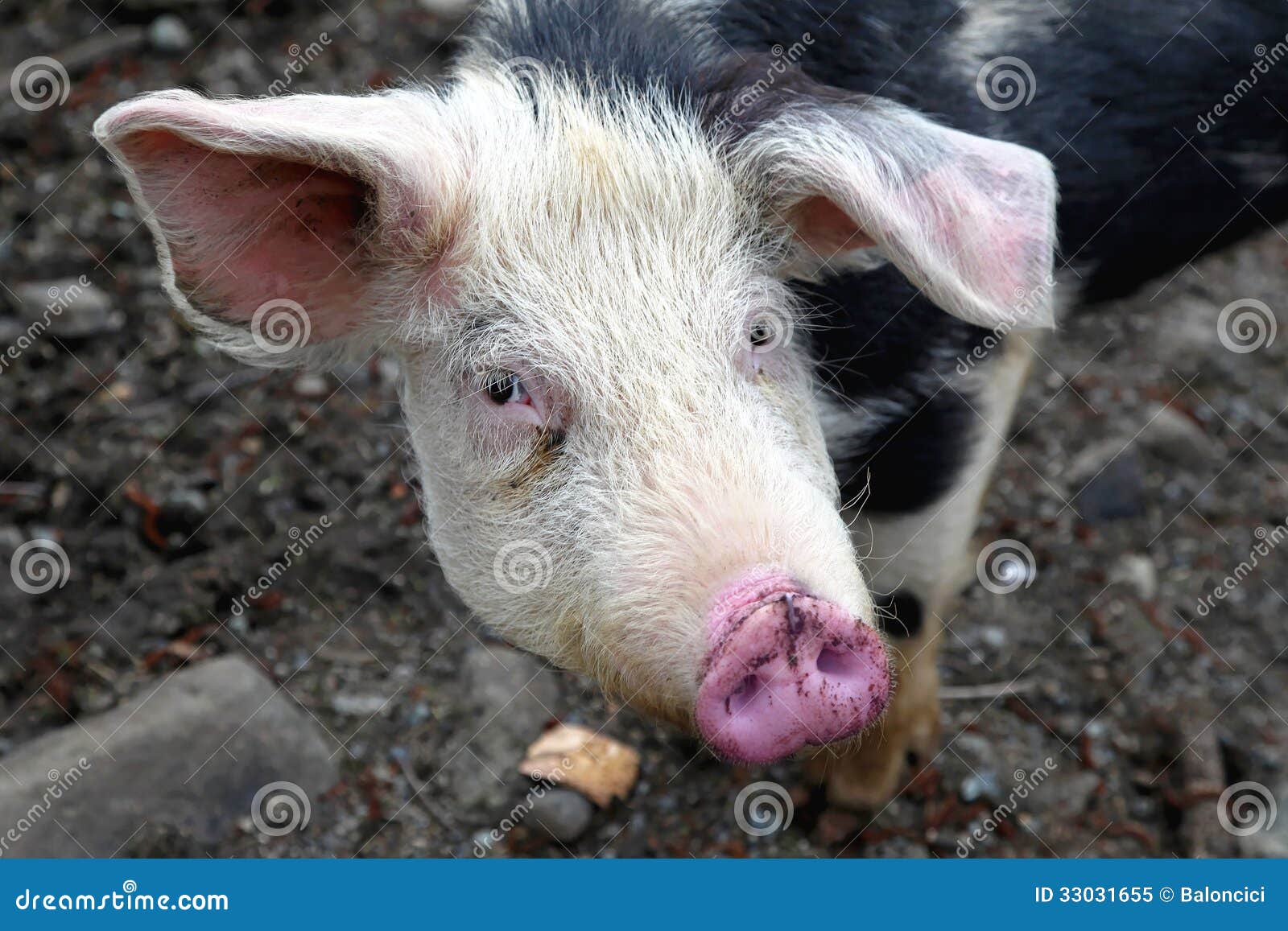 Pig stock image. Image of hairy, animal, farming, domesticated - 33031655