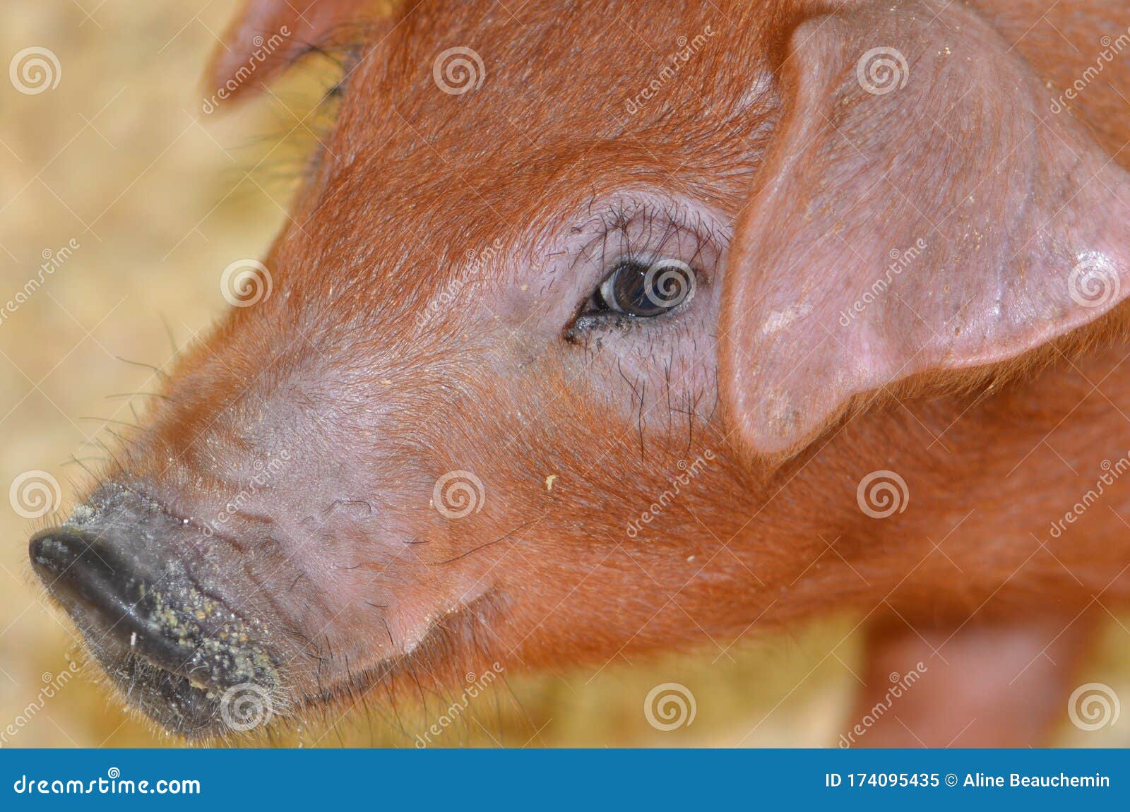 Pig closeup face stock image. Image of farm, nature - 174095435