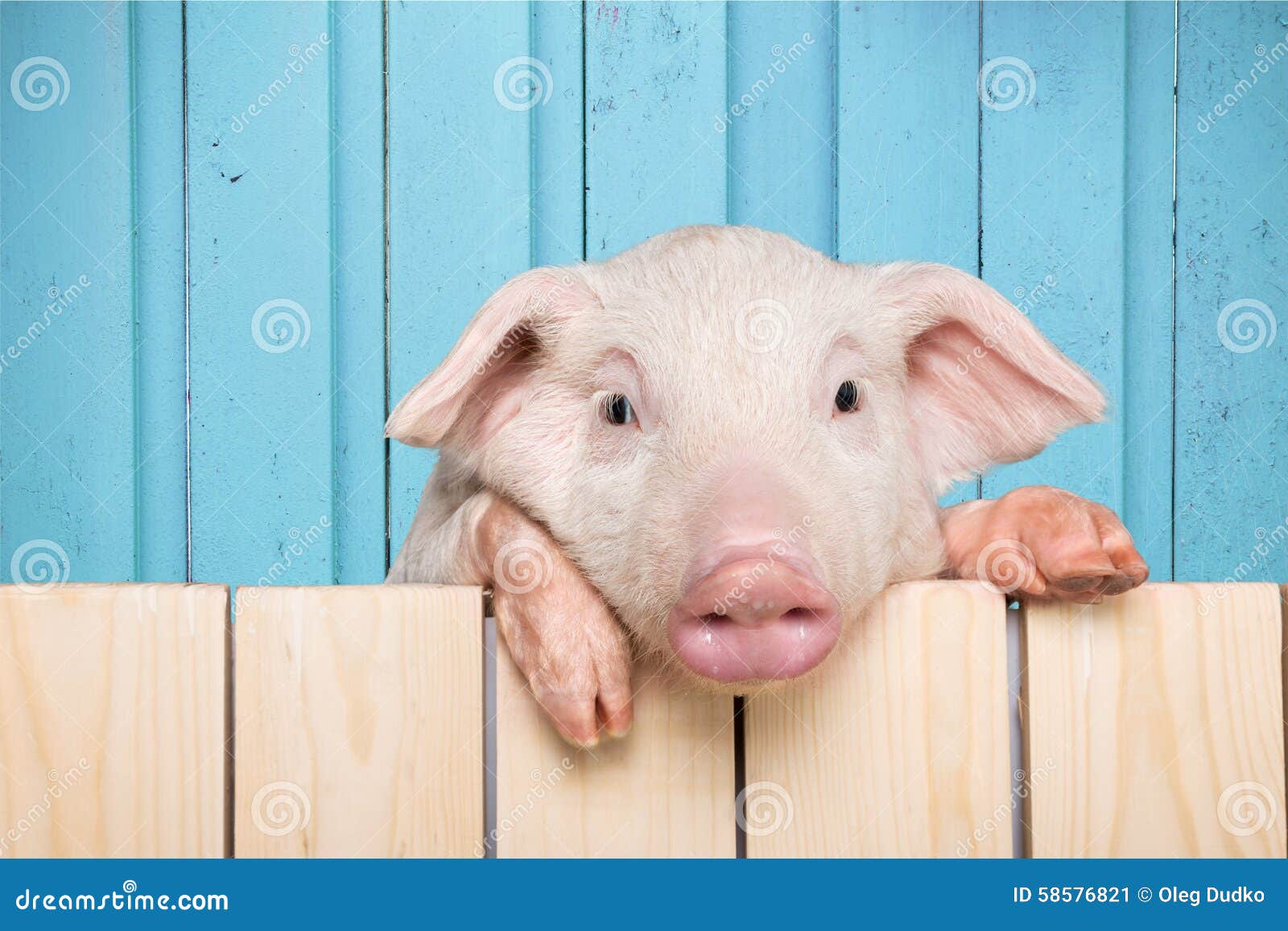Pig stock image. Image of mammals, isolated, plank, snout - 58576821