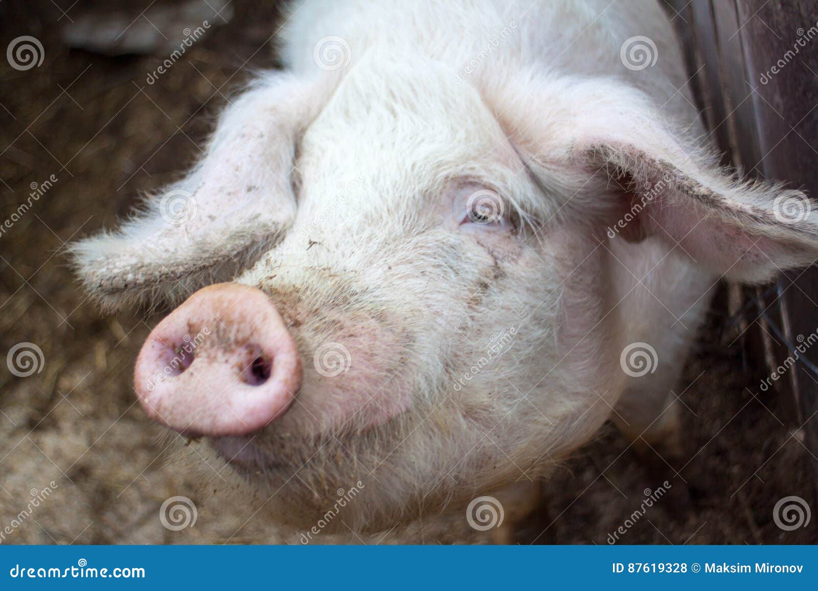 Pig closeup stock photo. Image of pink, closeup, livestock - 87619328
