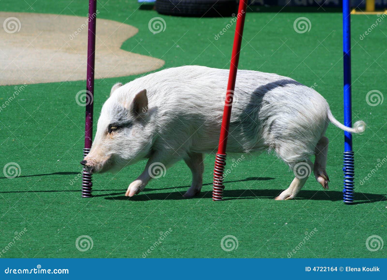 Pig competition stock photo. Image of animal, farm, pork - 4722164